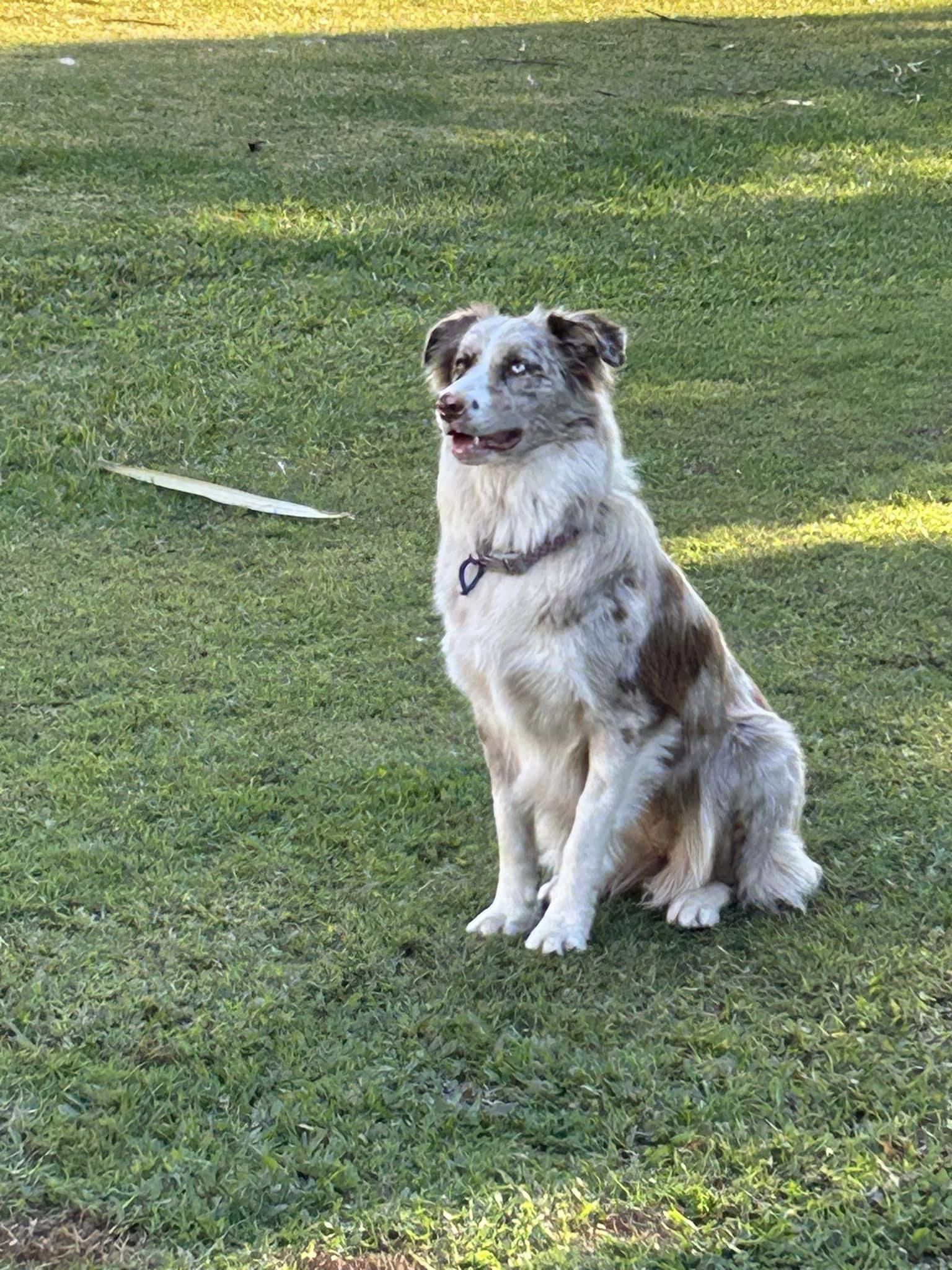 Sash – Lucky Paws Dog Rescue Inc