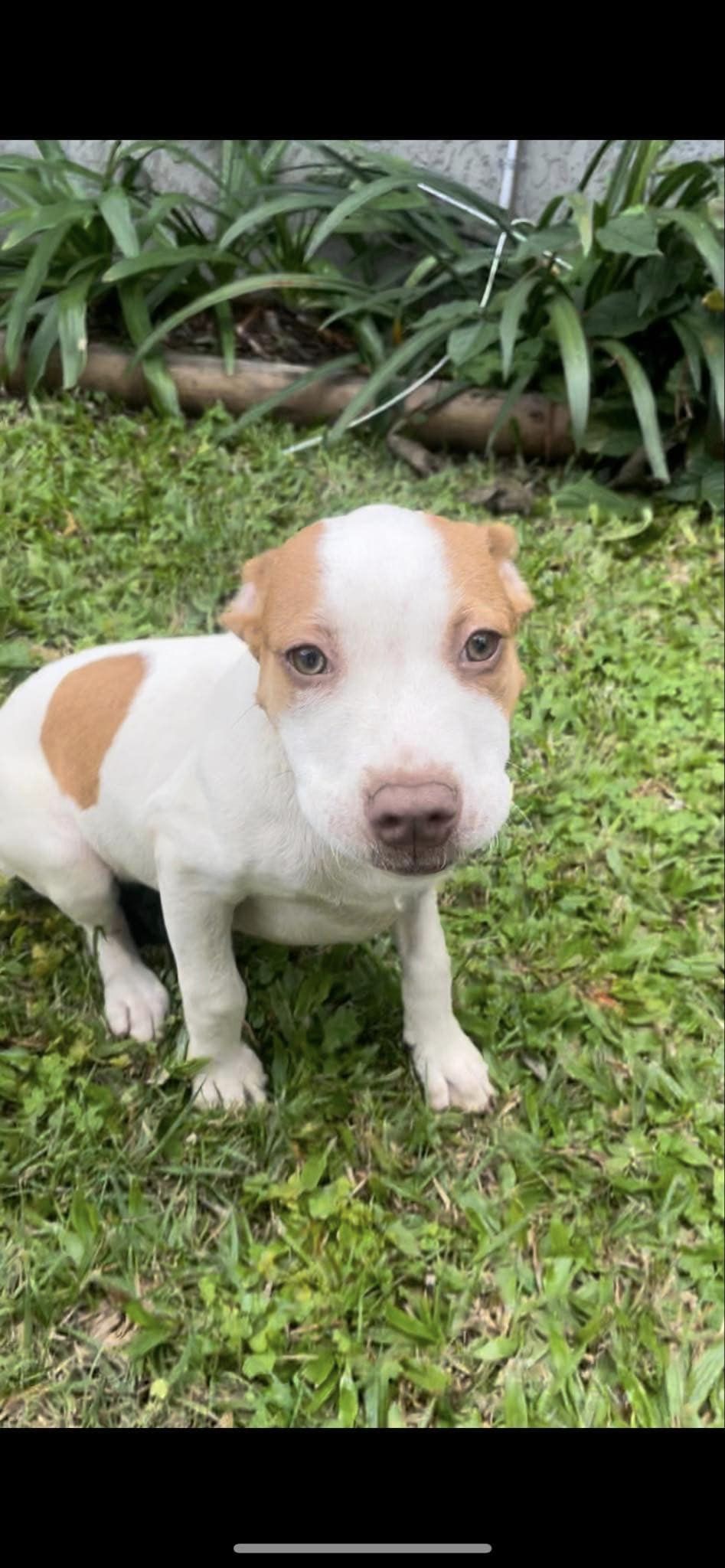 Odette – Lucky Paws Dog Rescue Inc