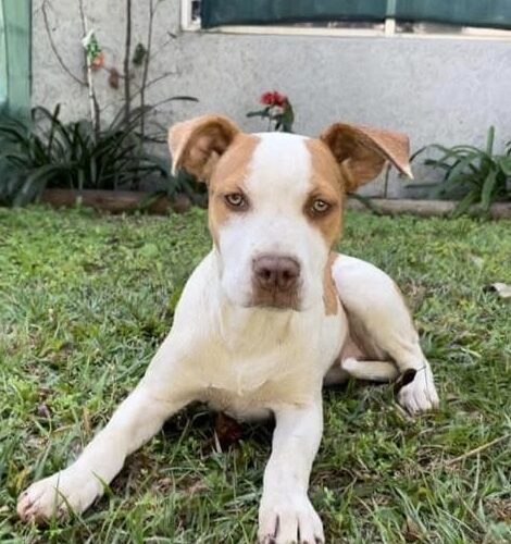Odette – Lucky Paws Dog Rescue Inc