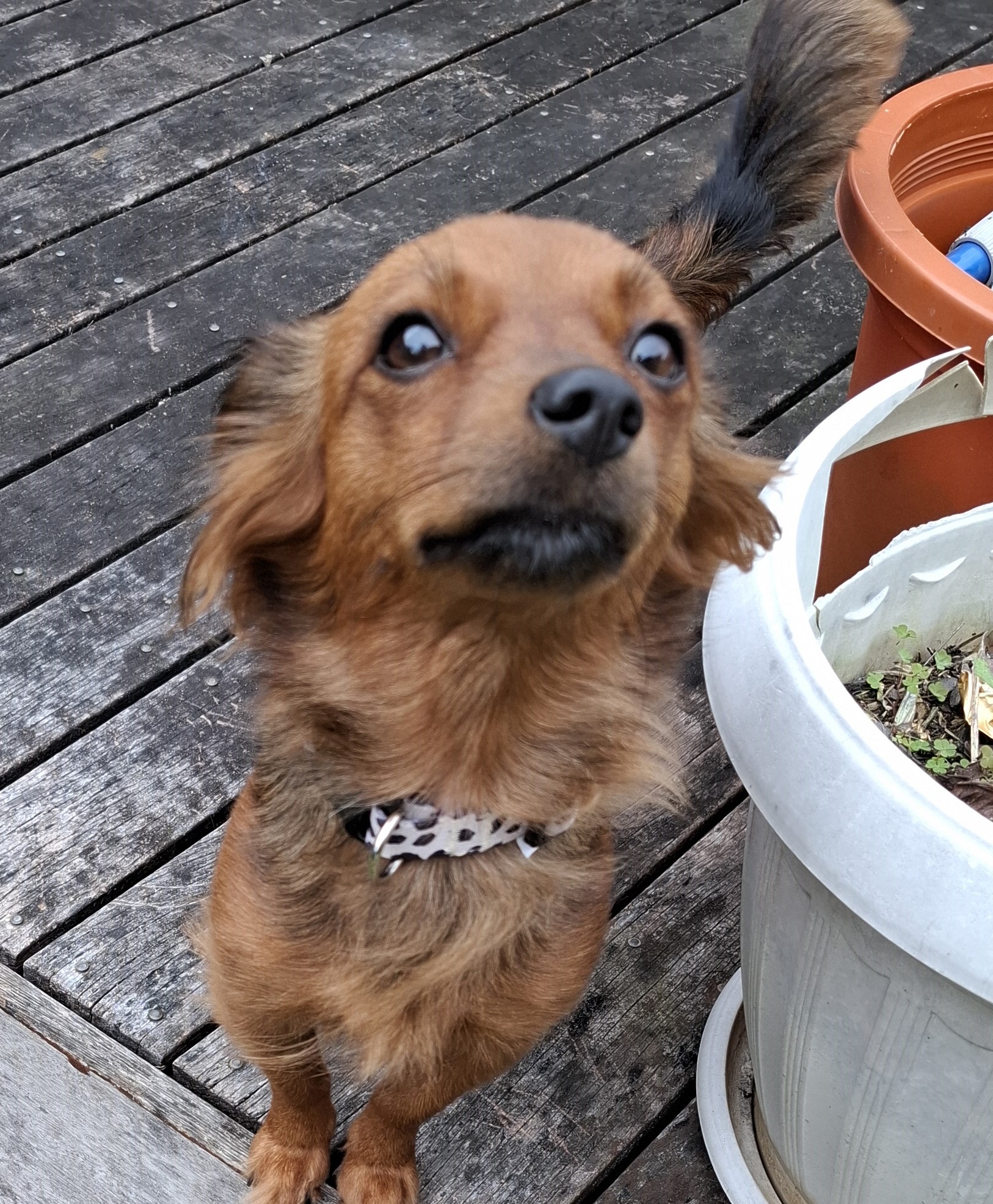 Chai – Lucky Paws Dog Rescue Inc