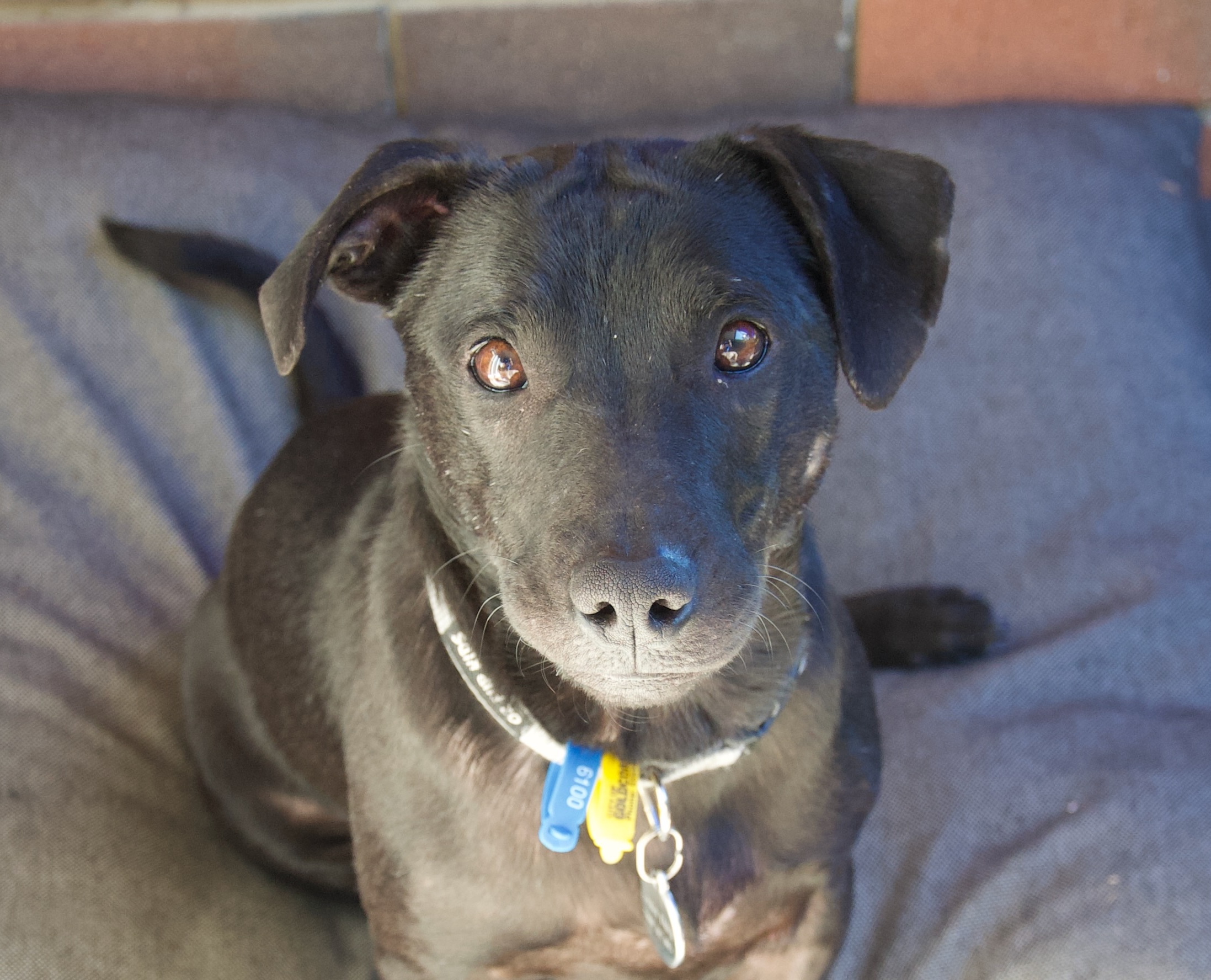 Prado – Lucky Paws Dog Rescue Inc