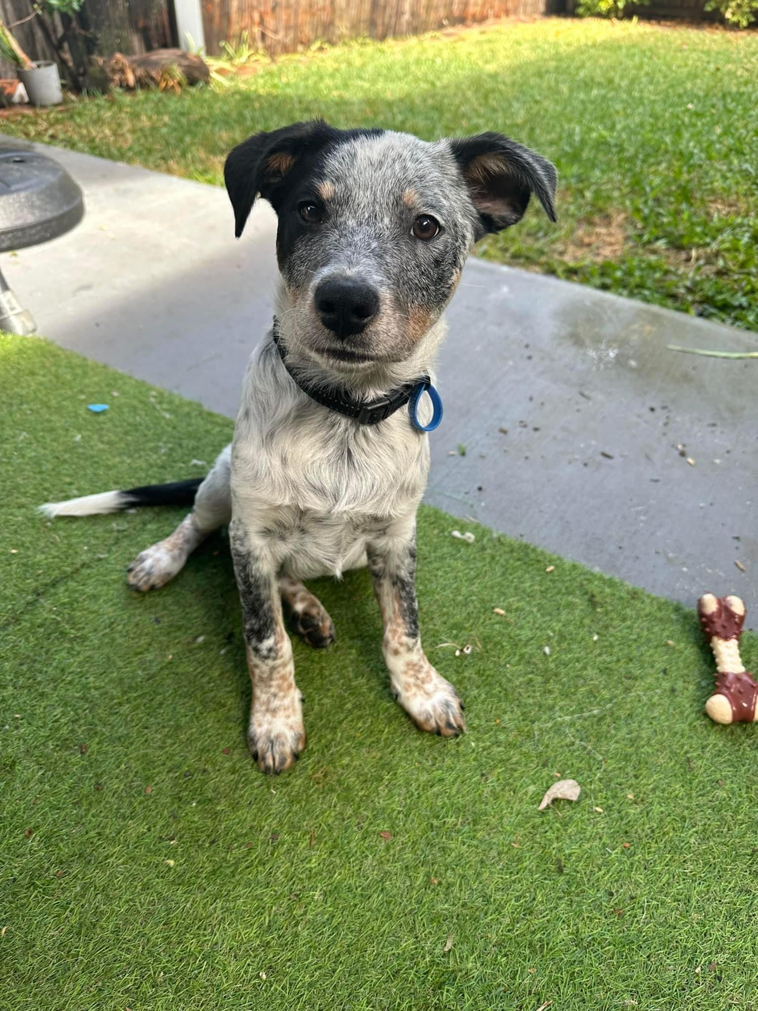 Checkers – Lucky Paws Dog Rescue Inc