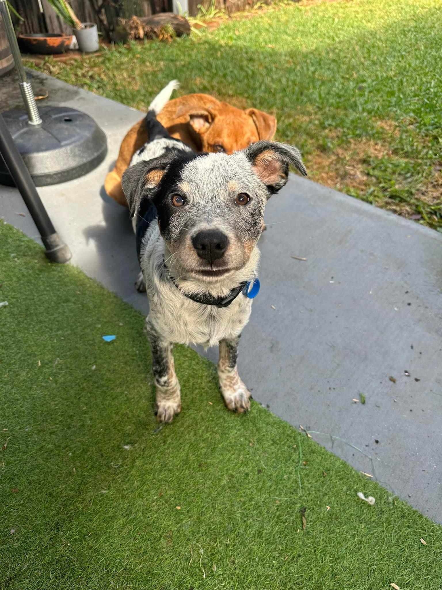 Checkers – Lucky Paws Dog Rescue Inc