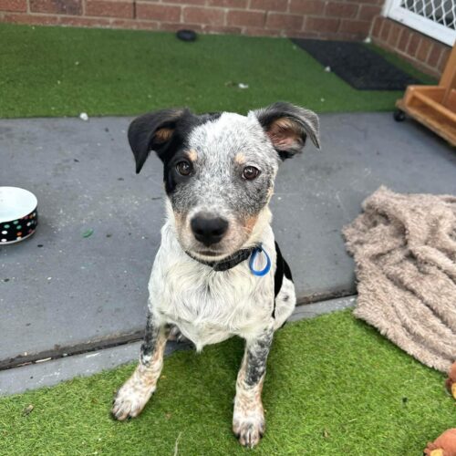 Checkers – Lucky Paws Dog Rescue Inc