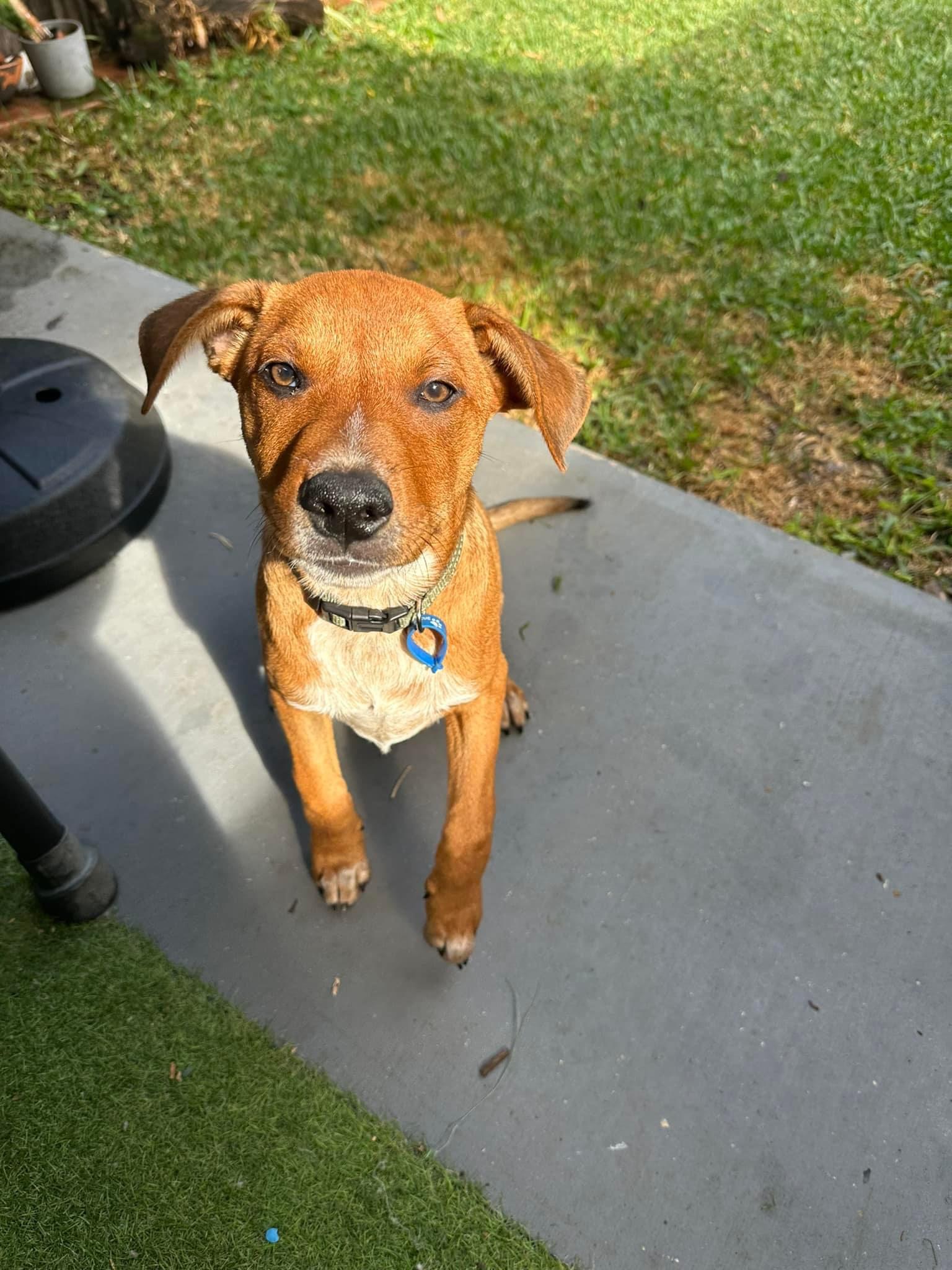 Ludo – Lucky Paws Dog Rescue Inc