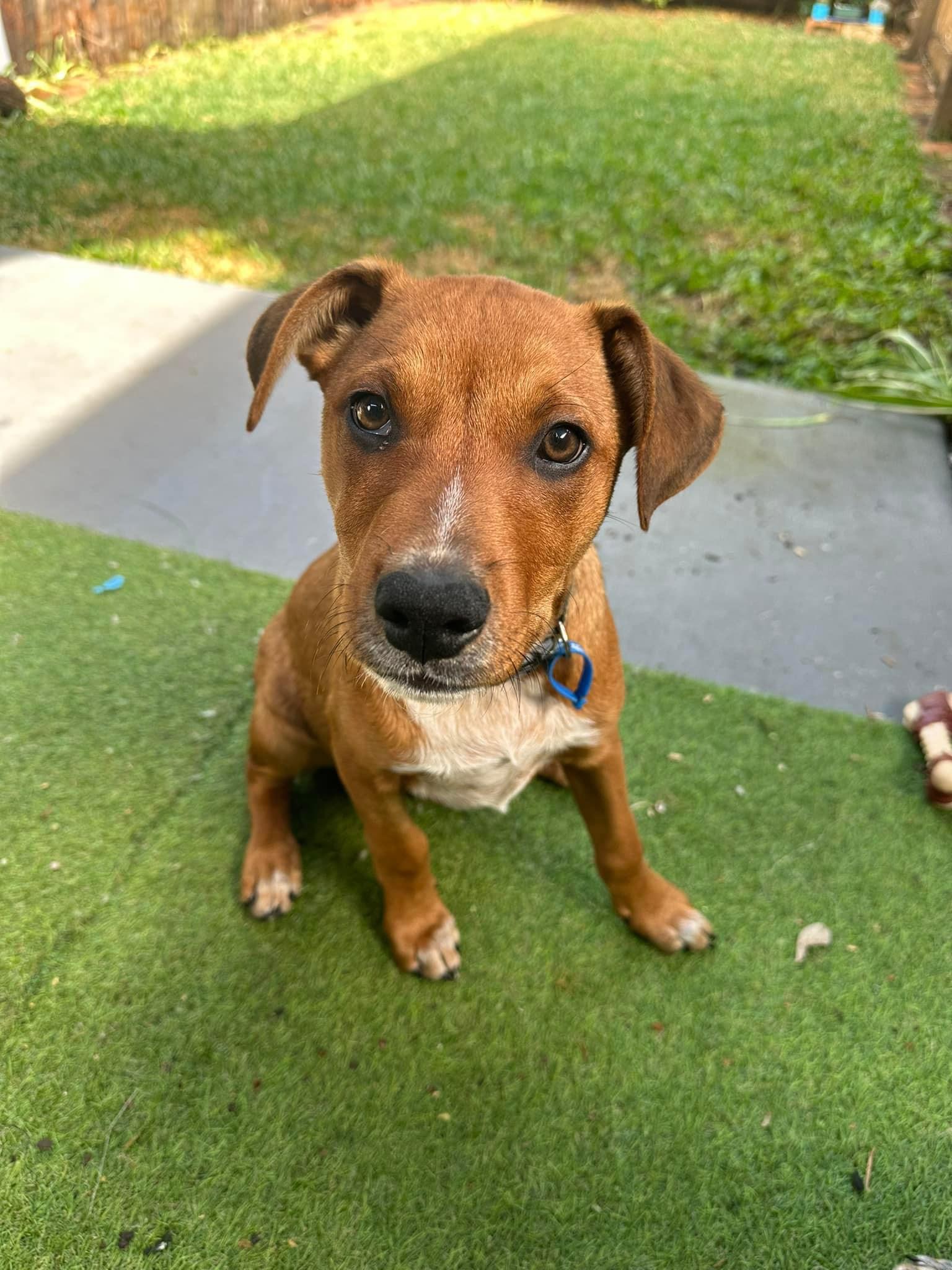 Ludo – Lucky Paws Dog Rescue Inc