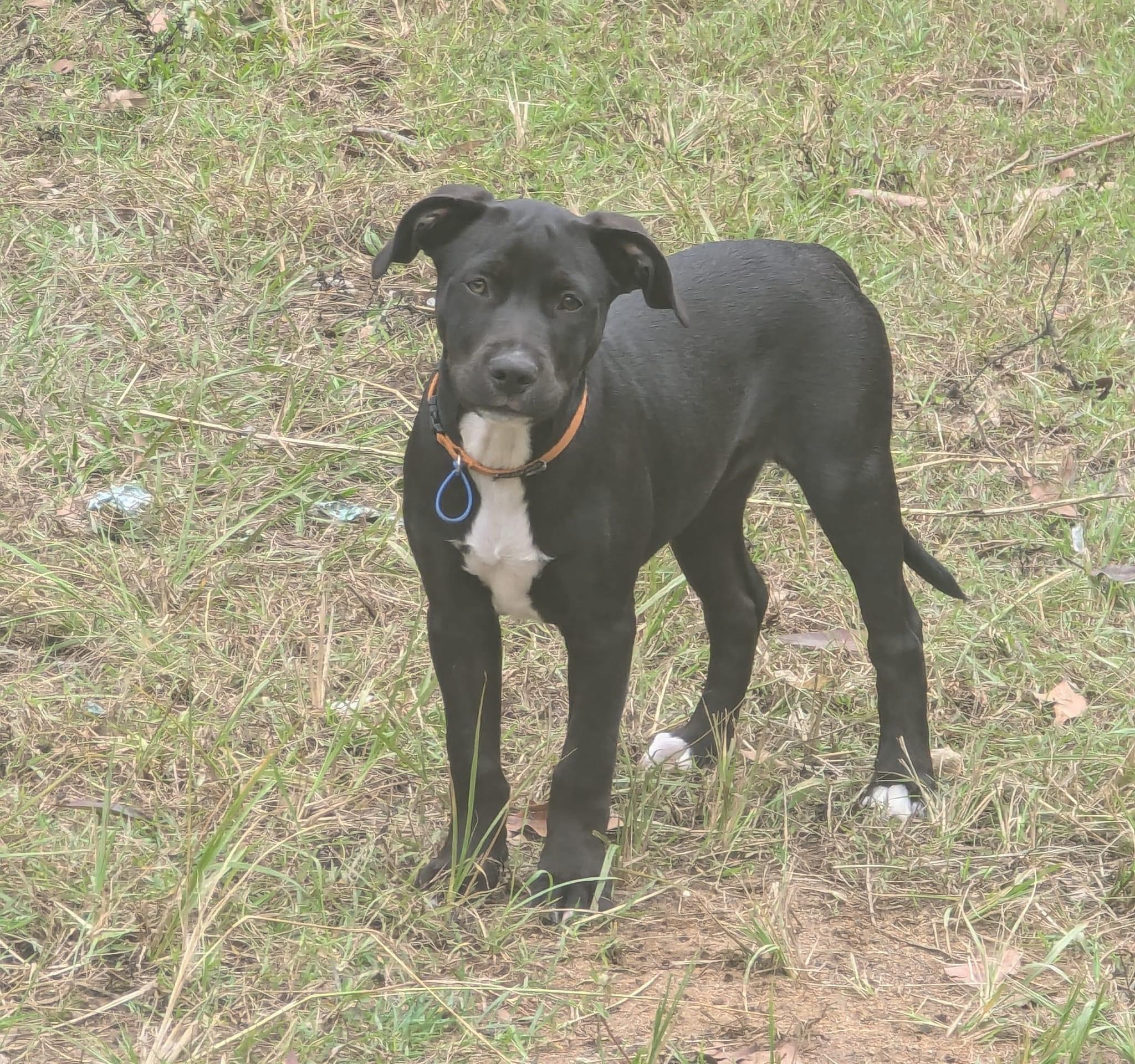 Lilo – Lucky Paws Dog Rescue Inc