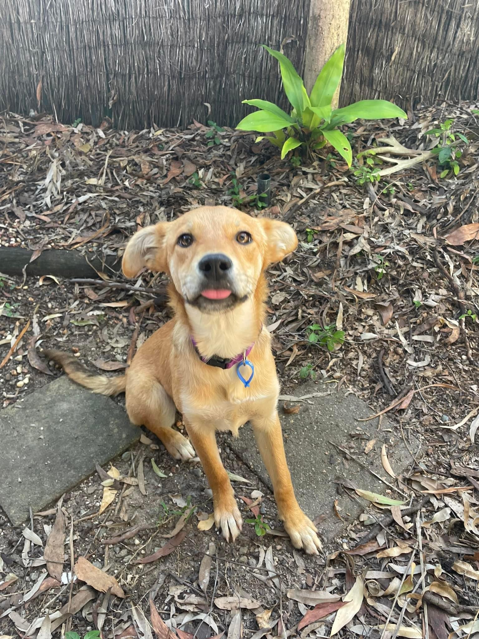 Avalon – Lucky Paws Dog Rescue Inc