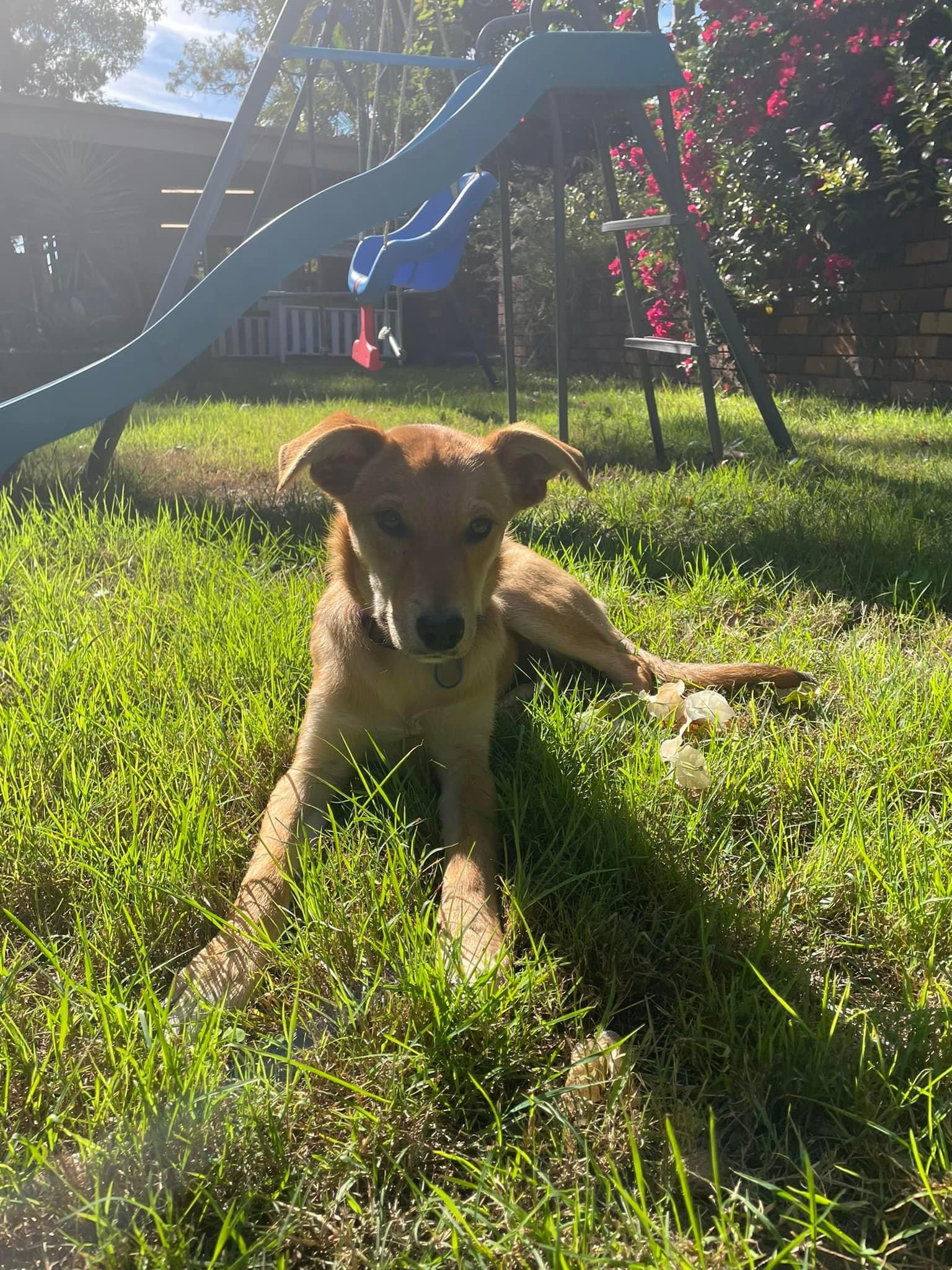 Avalon – Lucky Paws Dog Rescue Inc