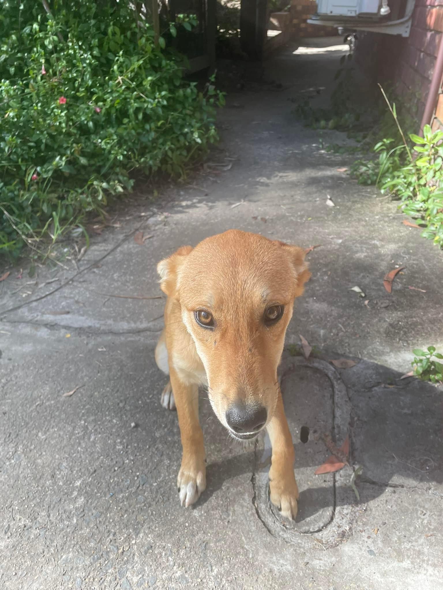 Avalon – Lucky Paws Dog Rescue Inc