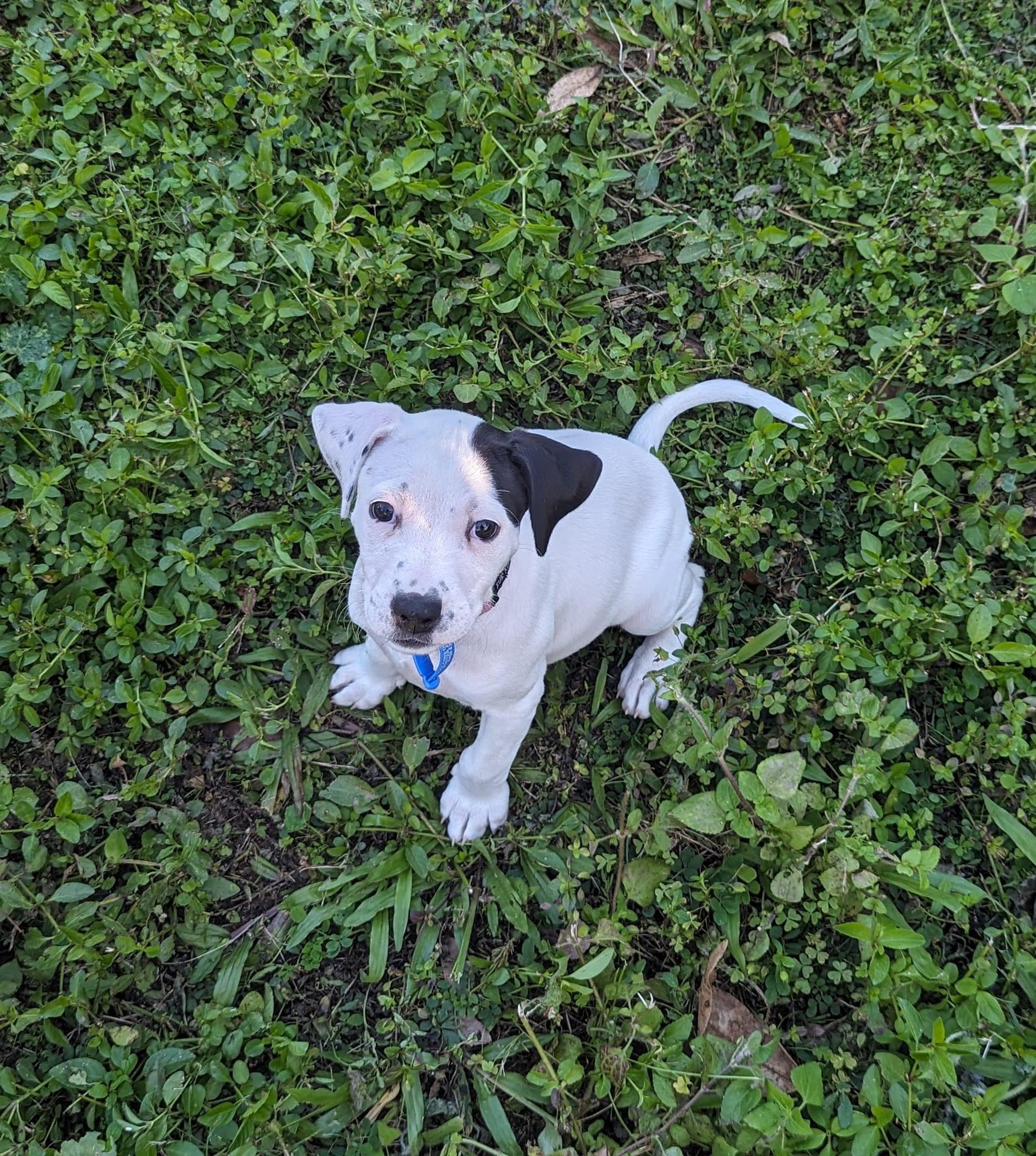 Kala – Lucky Paws Dog Rescue Inc