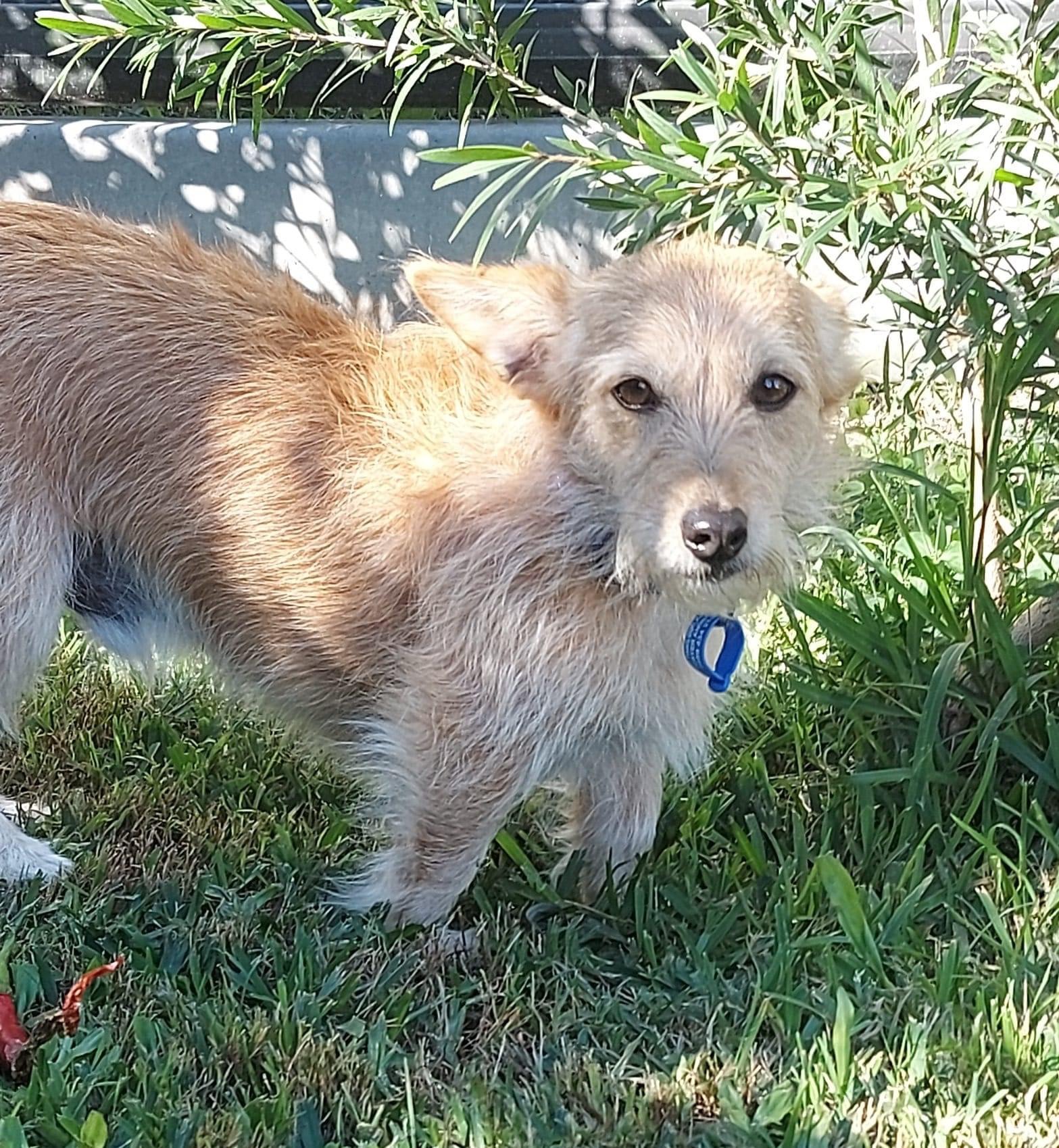 Merlin – Lucky Paws Dog Rescue Inc