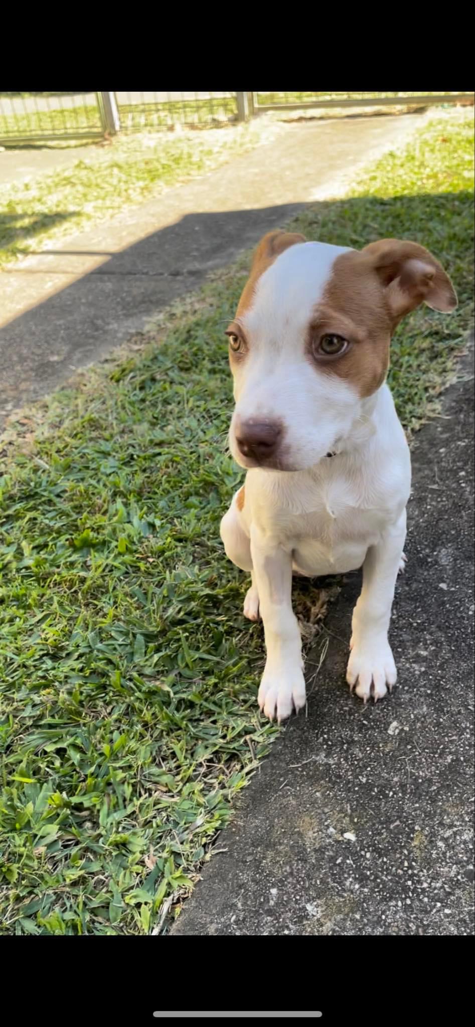 Odette – Lucky Paws Dog Rescue Inc