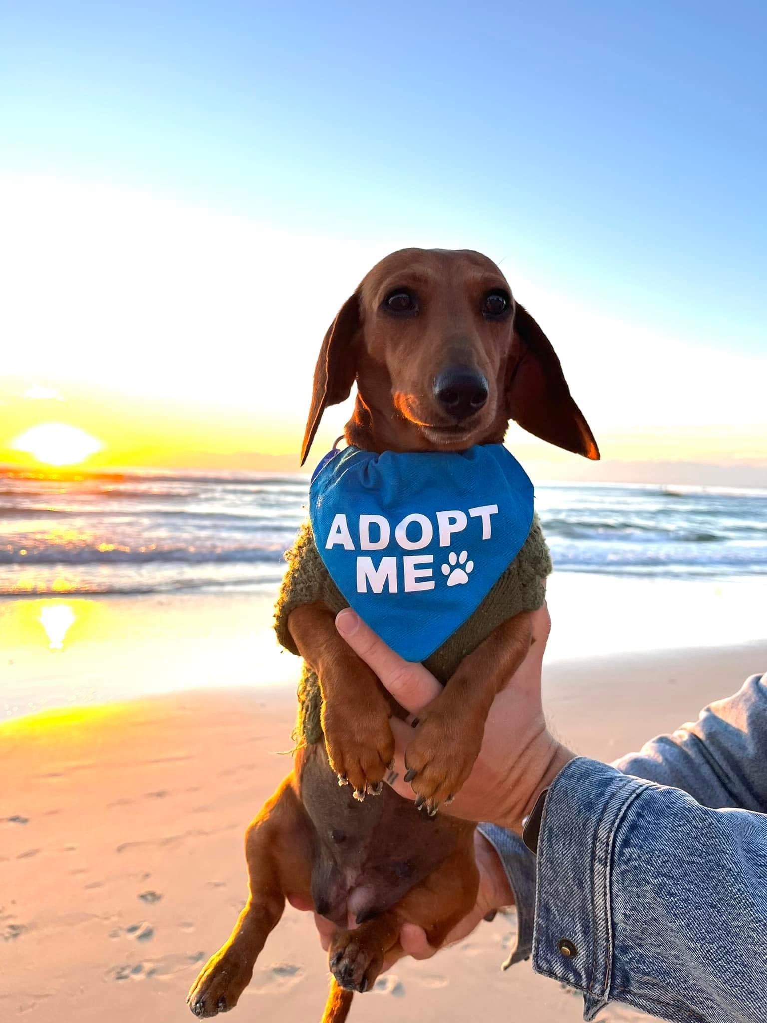 Shady – Lucky Paws Dog Rescue Inc