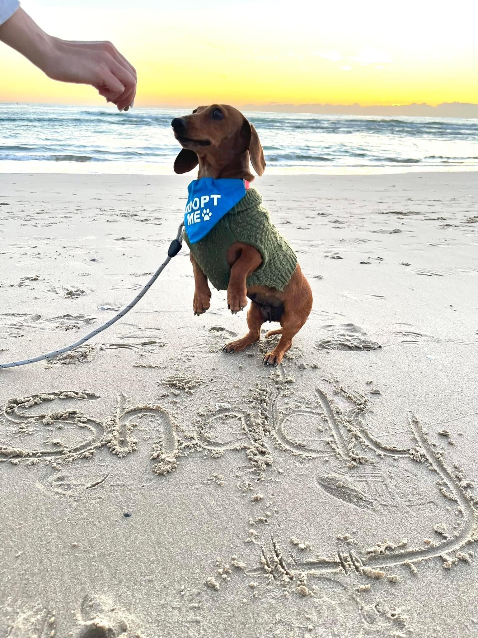 Shady – Lucky Paws Dog Rescue Inc