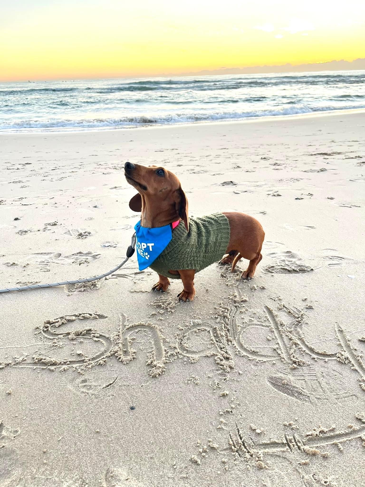 Shady – Lucky Paws Dog Rescue Inc