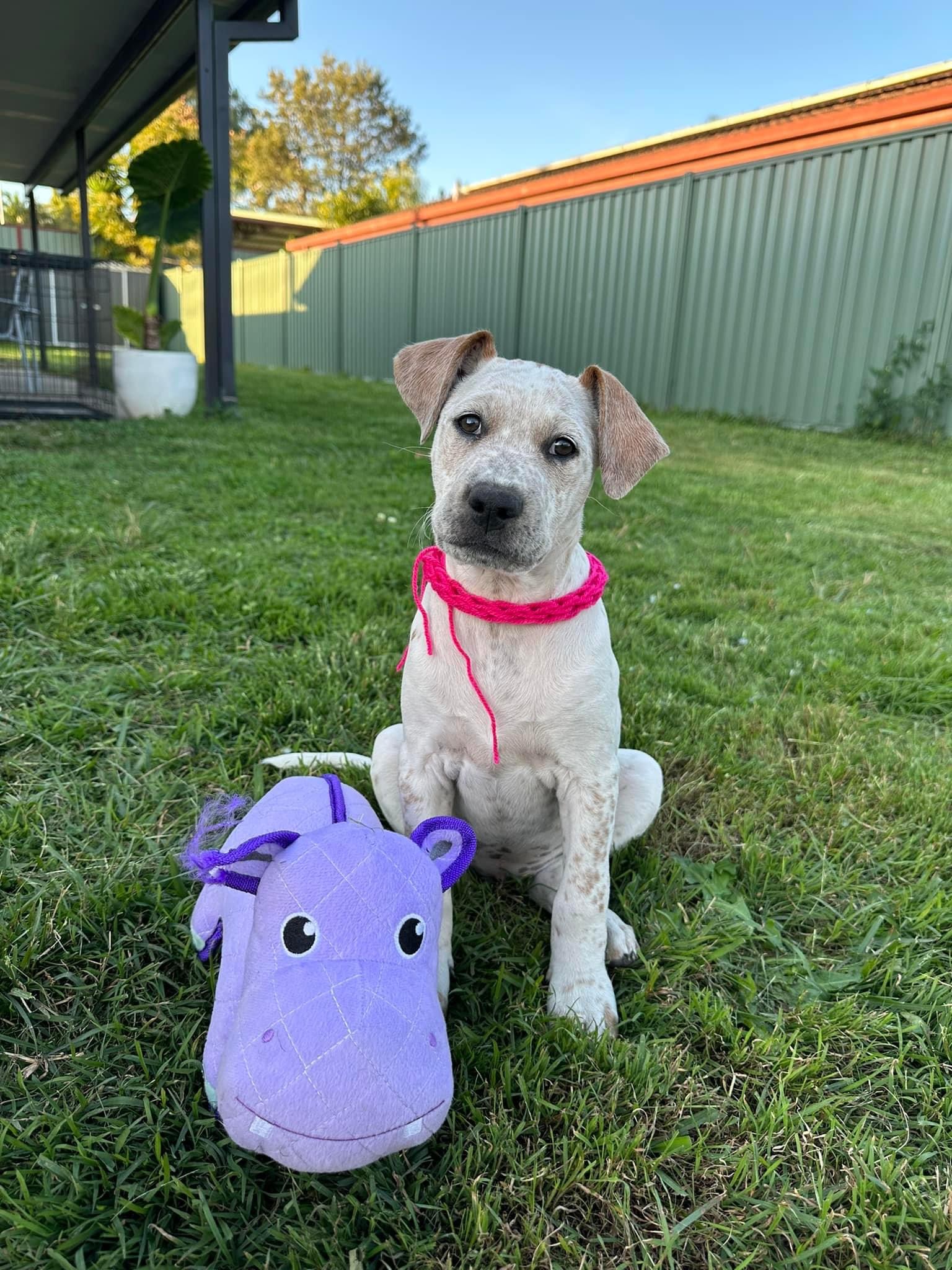 Winnie – Lucky Paws Dog Rescue Inc