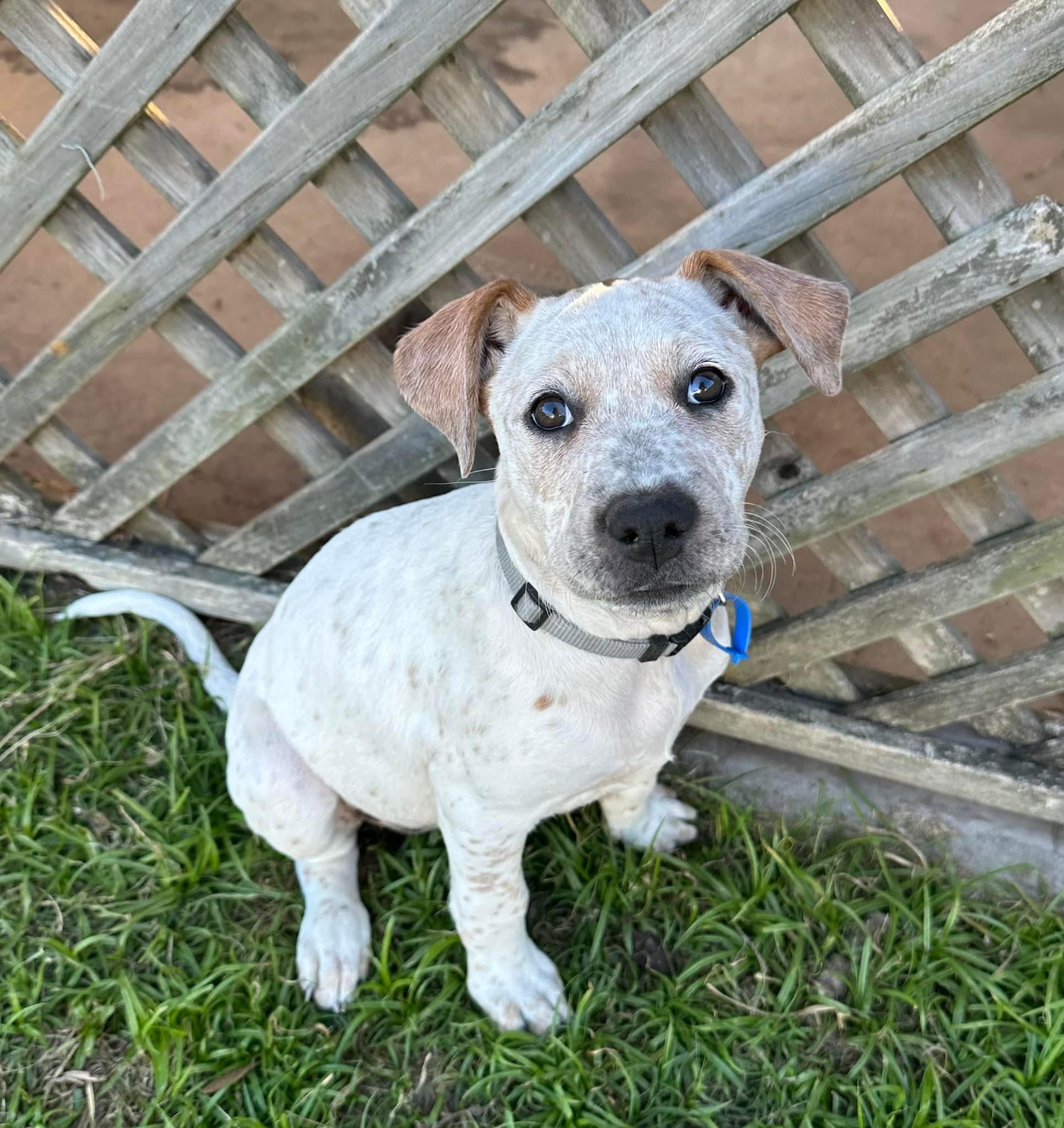 Winnie – Lucky Paws Dog Rescue Inc