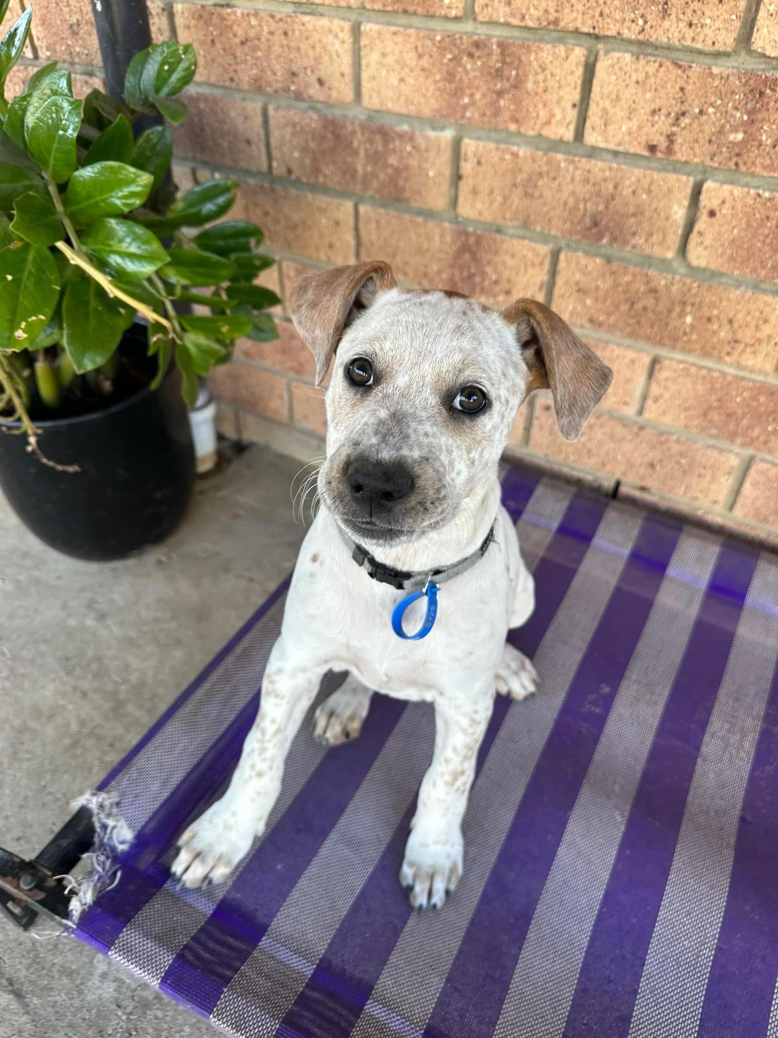 Winnie – Lucky Paws Dog Rescue Inc