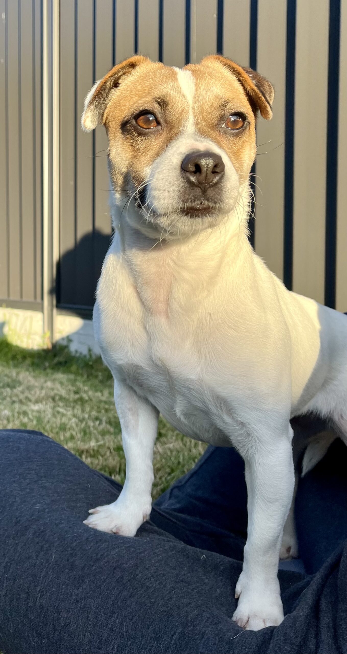 Grace – Lucky Paws Dog Rescue Inc