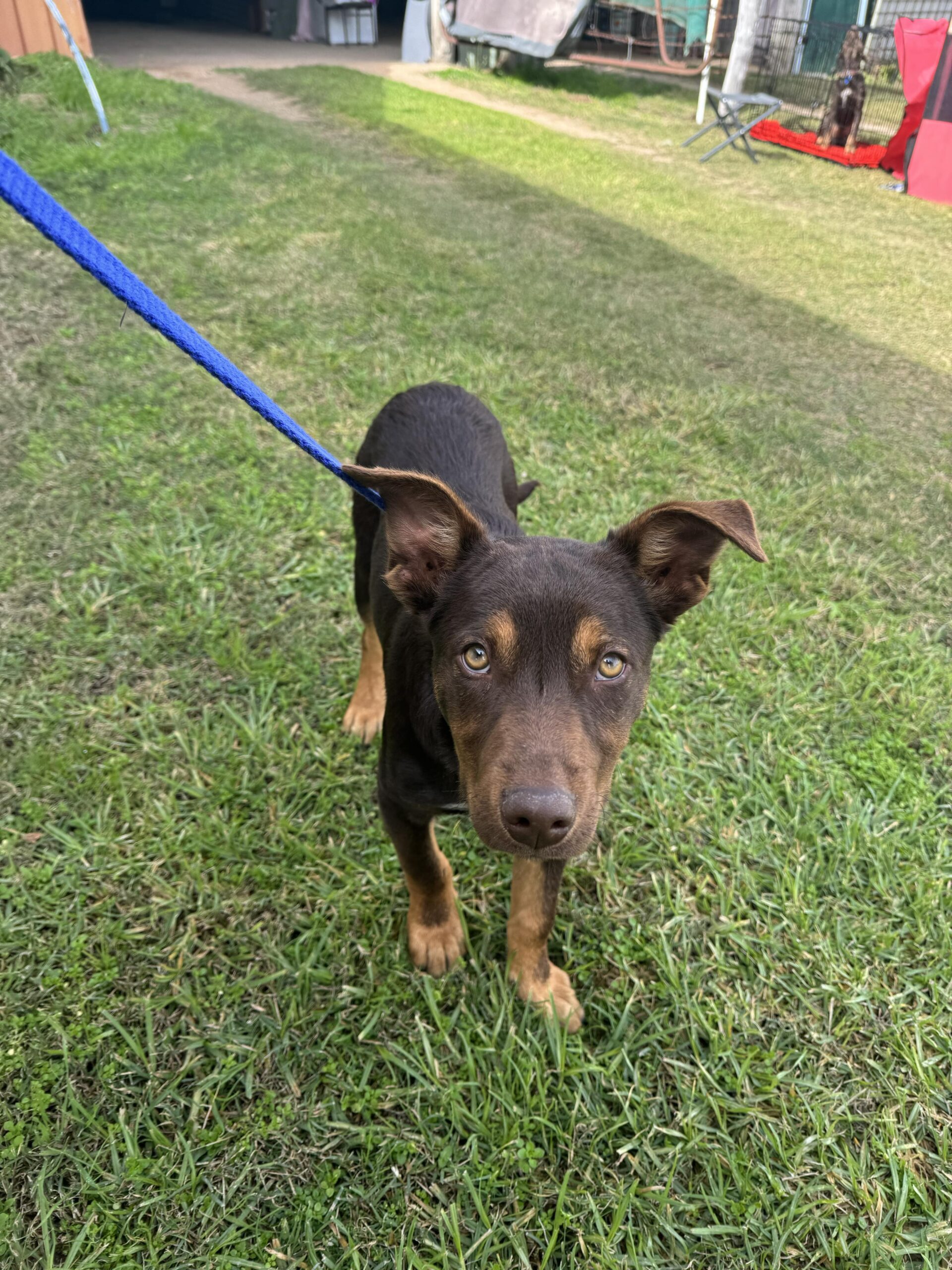 Bernie – Lucky Paws Dog Rescue Inc