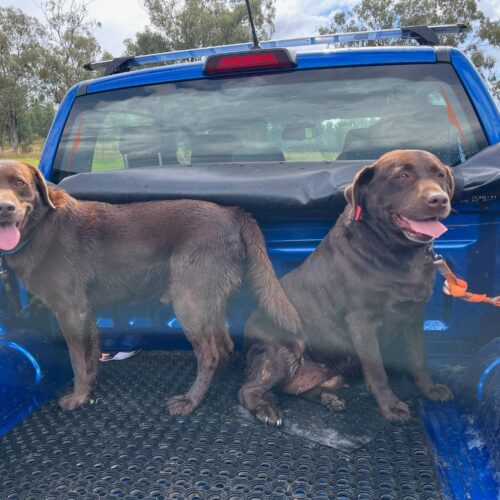 Roxy – Lucky Paws Dog Rescue Inc