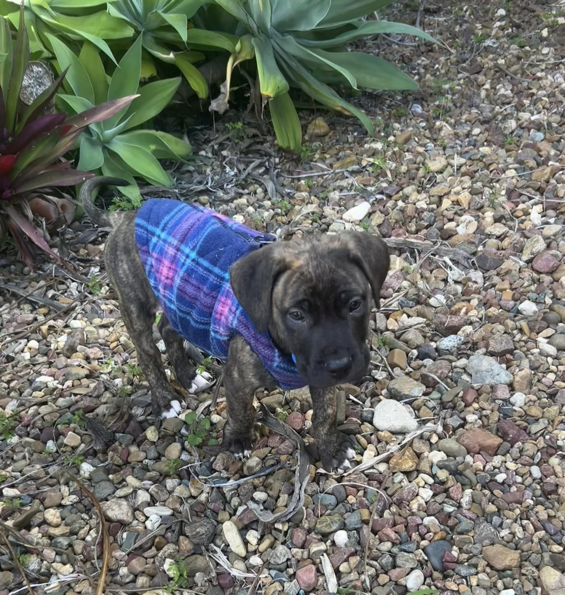 Franklin – Lucky Paws Dog Rescue Inc