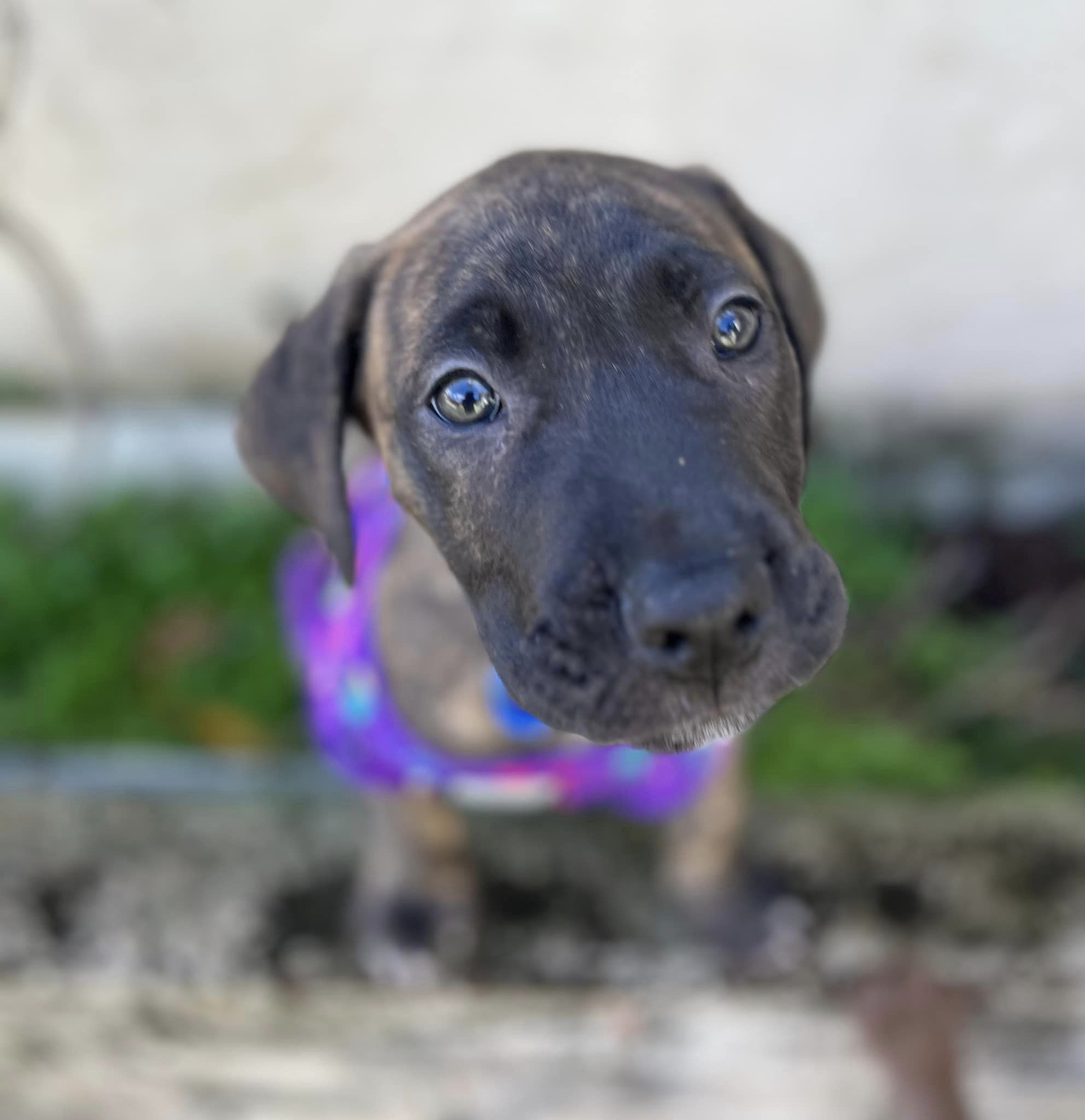 Franklin – Lucky Paws Dog Rescue Inc
