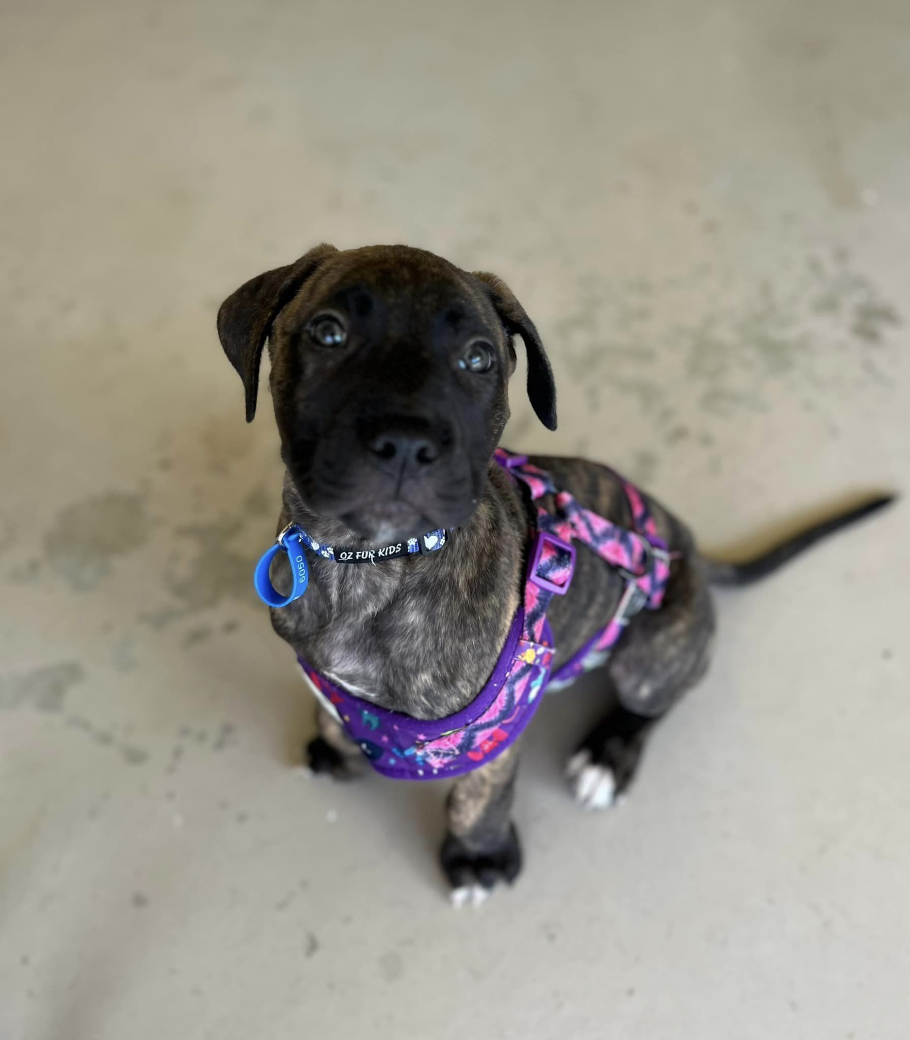 Franklin – Lucky Paws Dog Rescue Inc