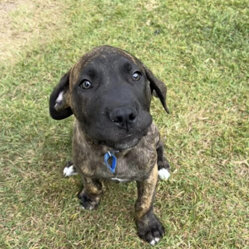 Franklin – Lucky Paws Dog Rescue Inc