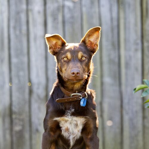 Bernie – Lucky Paws Dog Rescue Inc