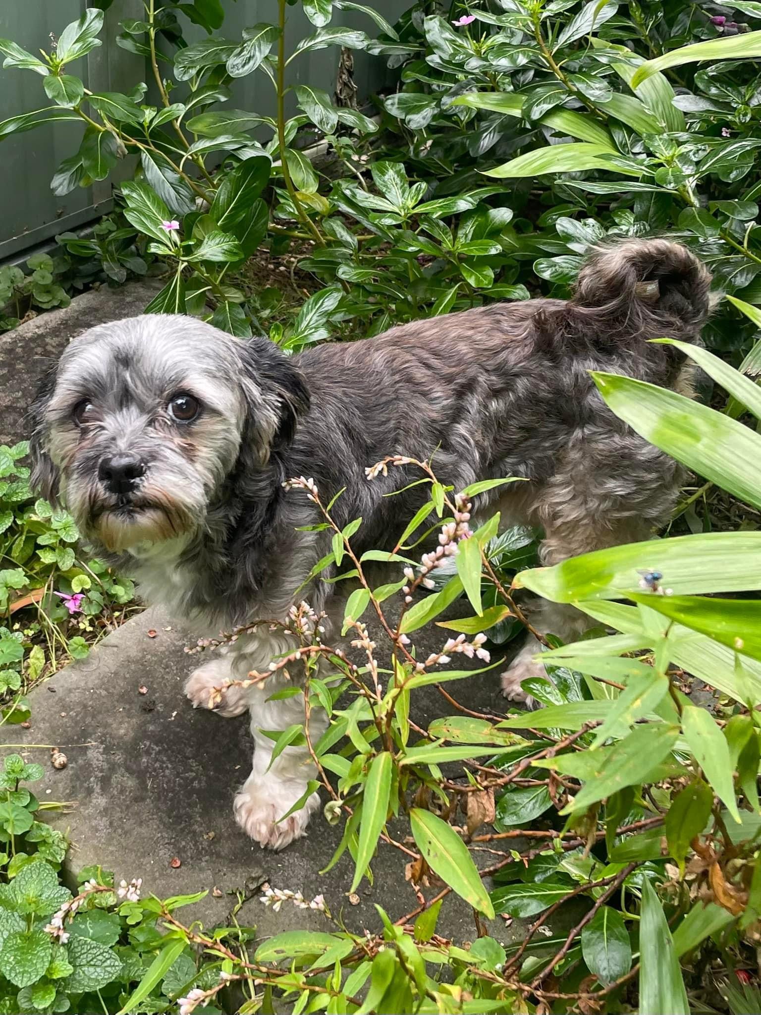 Buffy – Lucky Paws Dog Rescue Inc