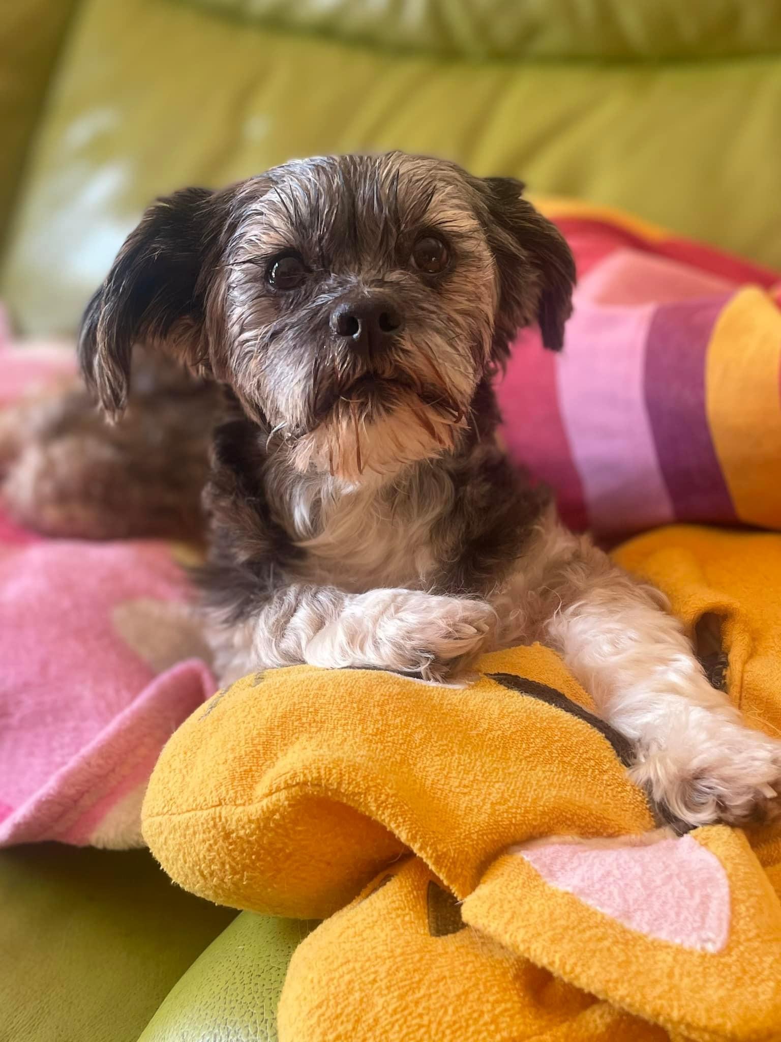 Buffy – Lucky Paws Dog Rescue Inc