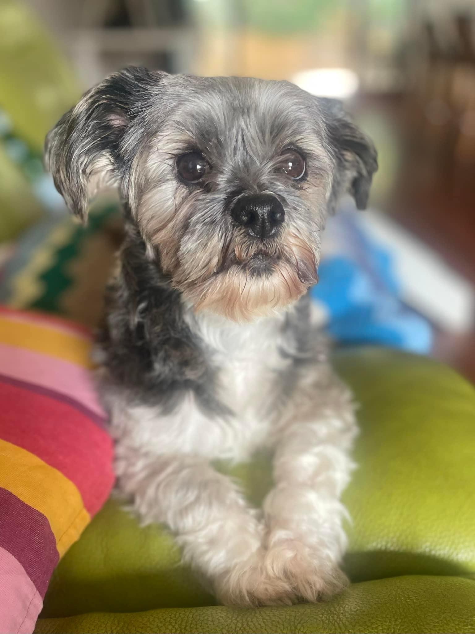 Buffy – Lucky Paws Dog Rescue Inc