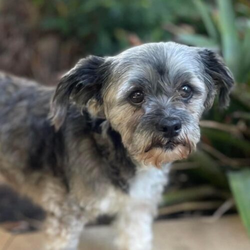 Buffy – Lucky Paws Dog Rescue Inc