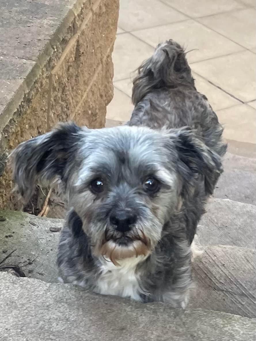 Buffy – Lucky Paws Dog Rescue Inc