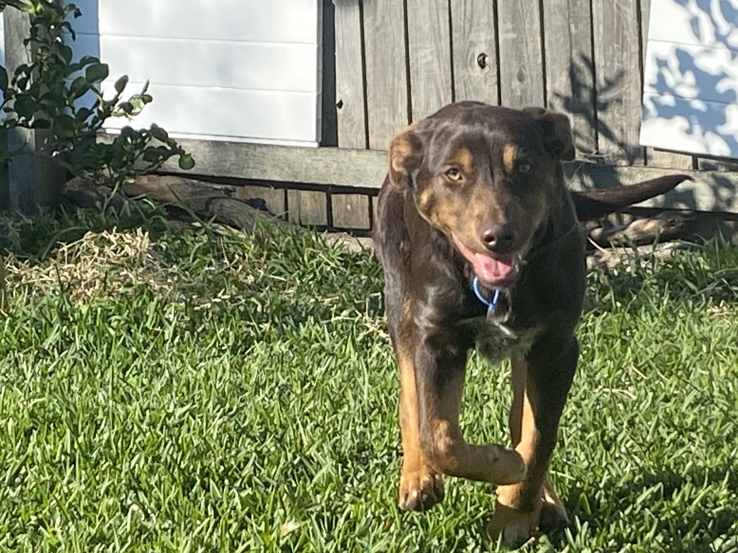Bernie – Lucky Paws Dog Rescue Inc