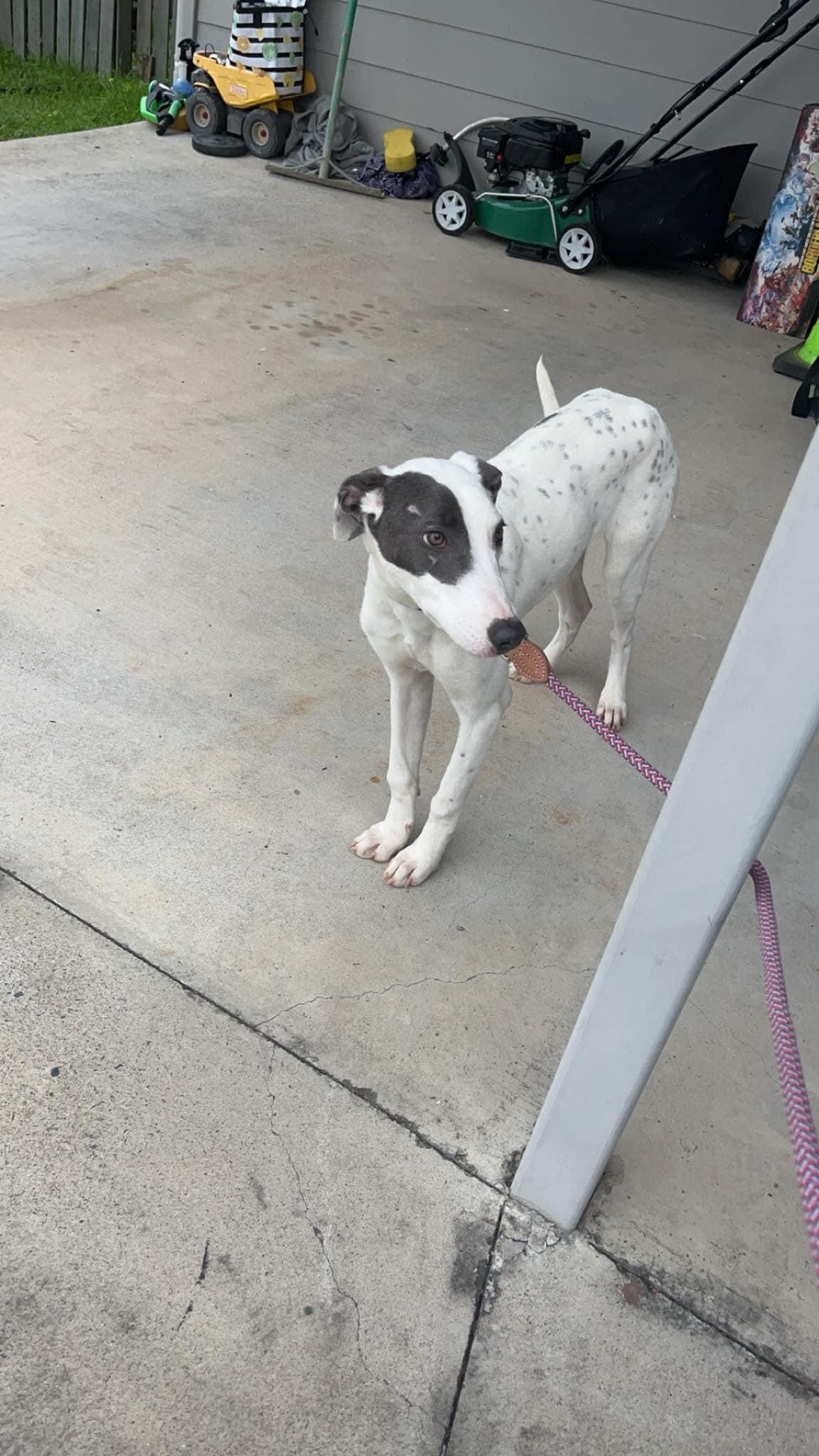 Lizzie – Lucky Paws Dog Rescue Inc