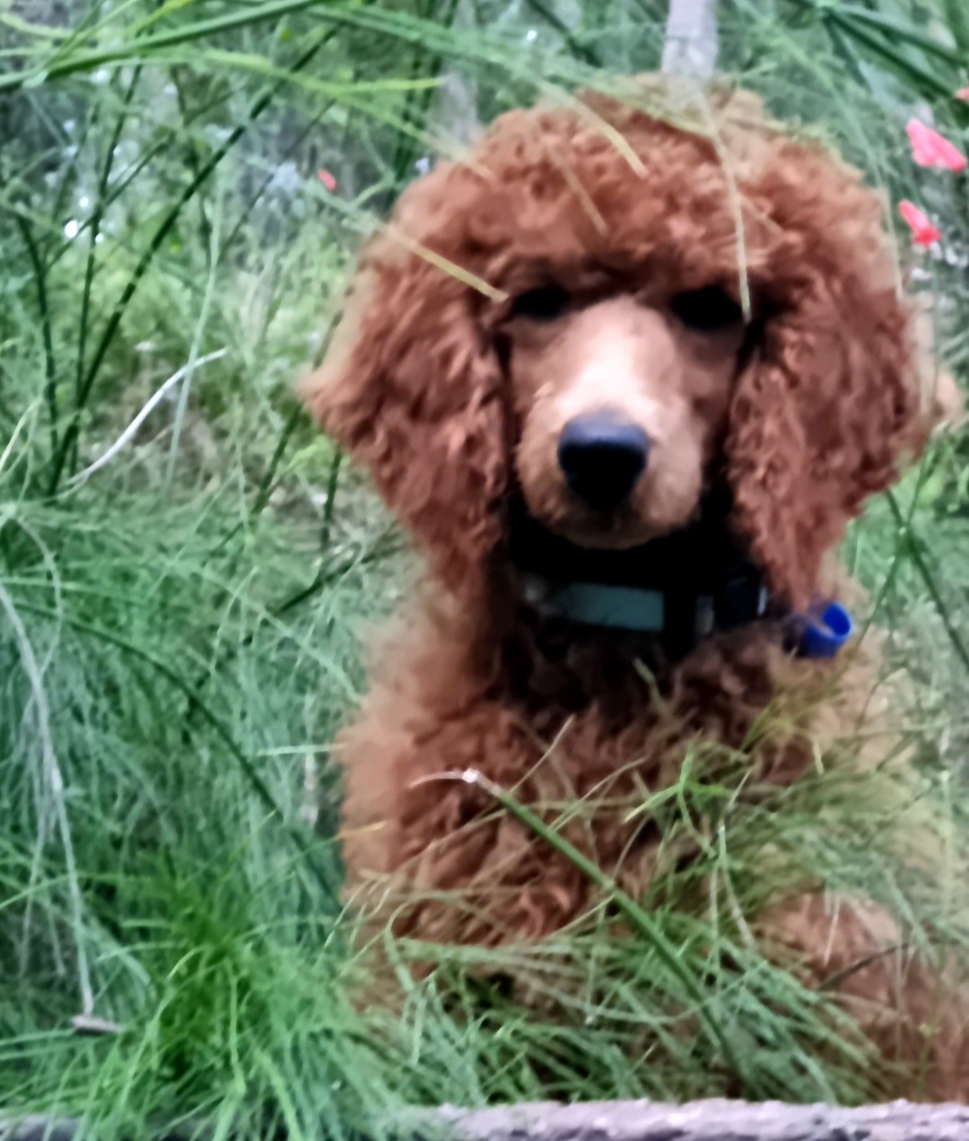 Josh – Lucky Paws Dog Rescue Inc