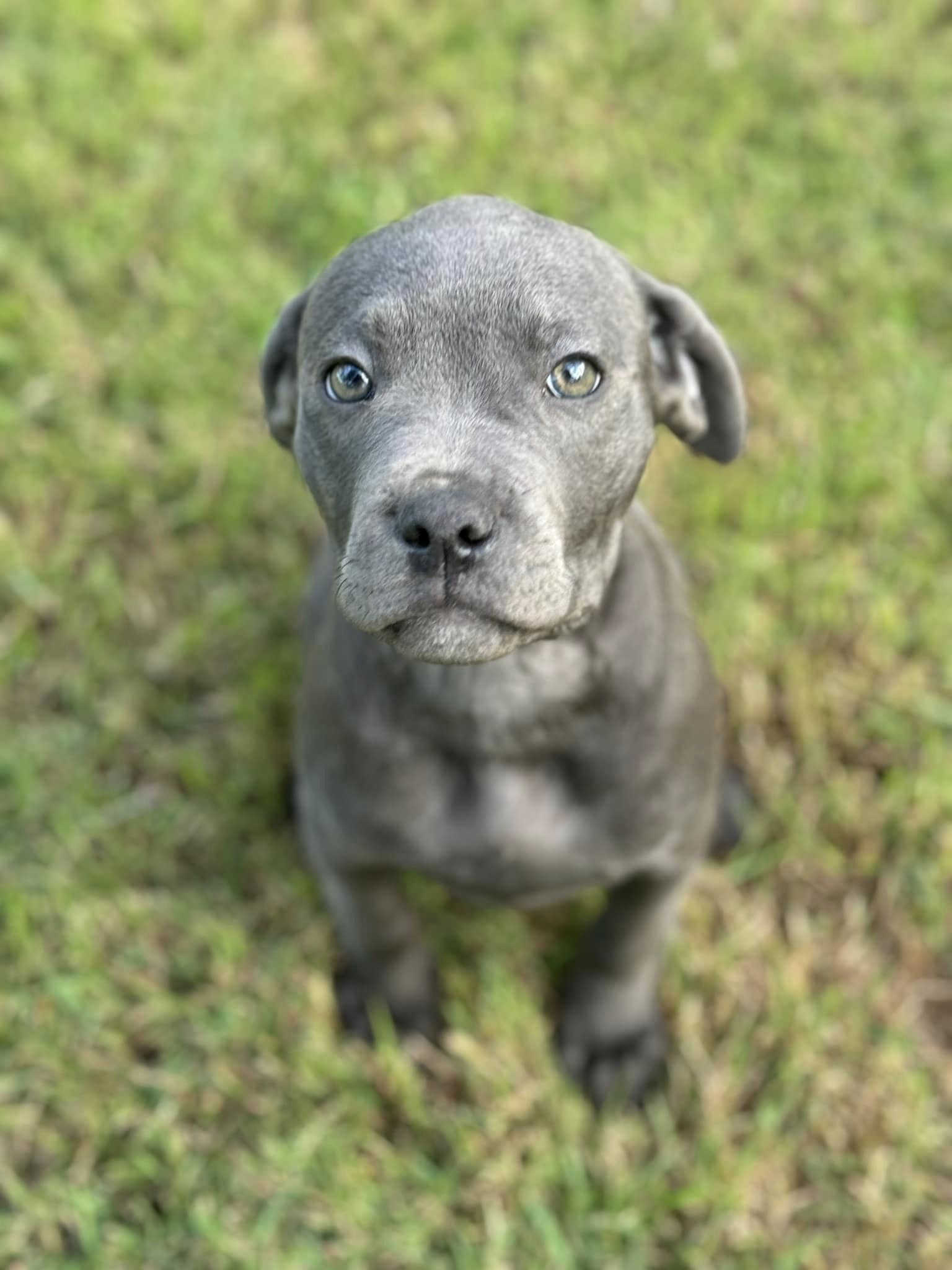 Freckles – Lucky Paws Dog Rescue Inc