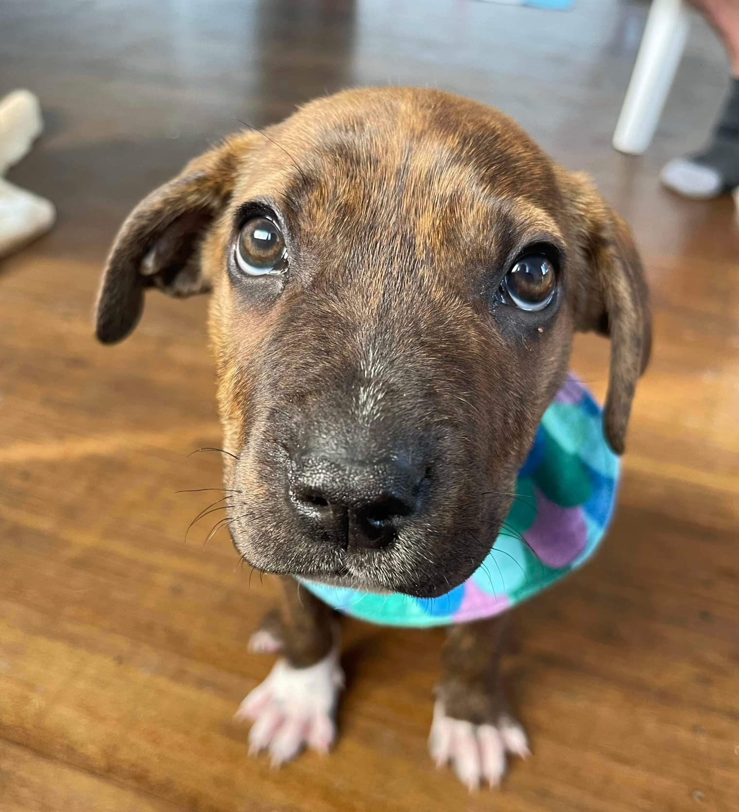 Odin – Lucky Paws Dog Rescue Inc