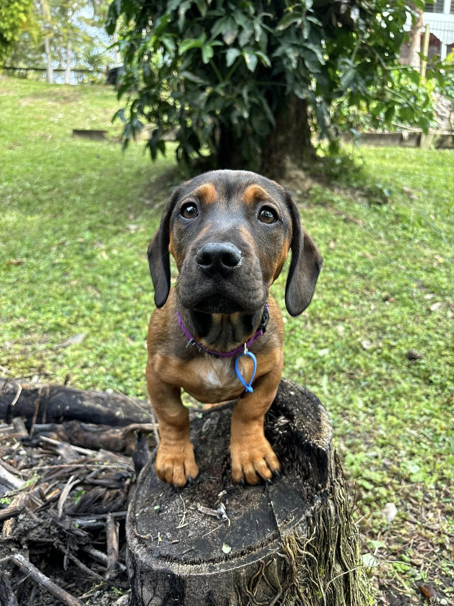 Mercedes – Lucky Paws Dog Rescue Inc