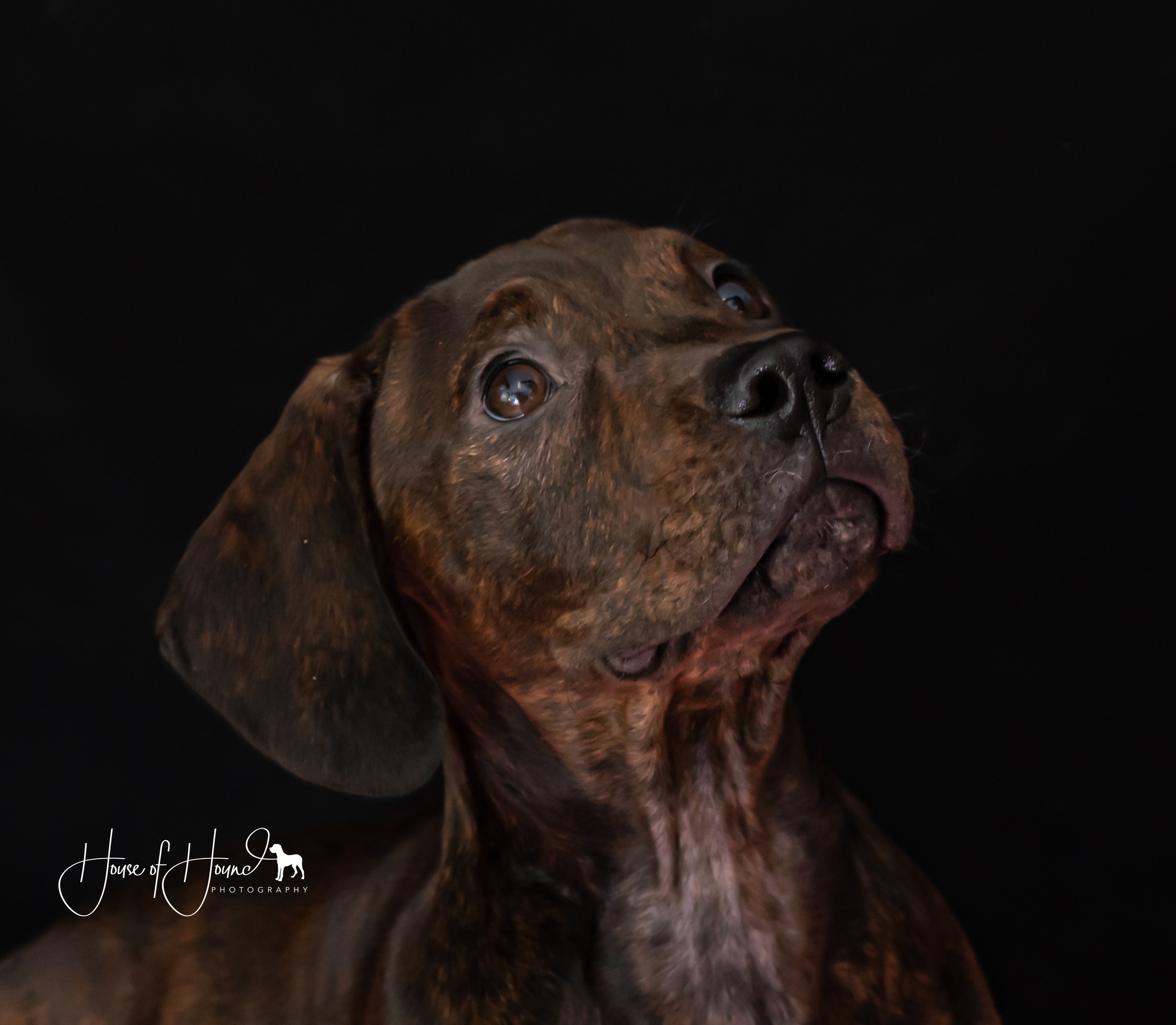 McLaren – Lucky Paws Dog Rescue Inc