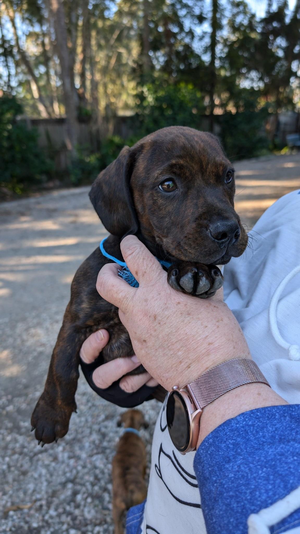 McLaren – Lucky Paws Dog Rescue Inc