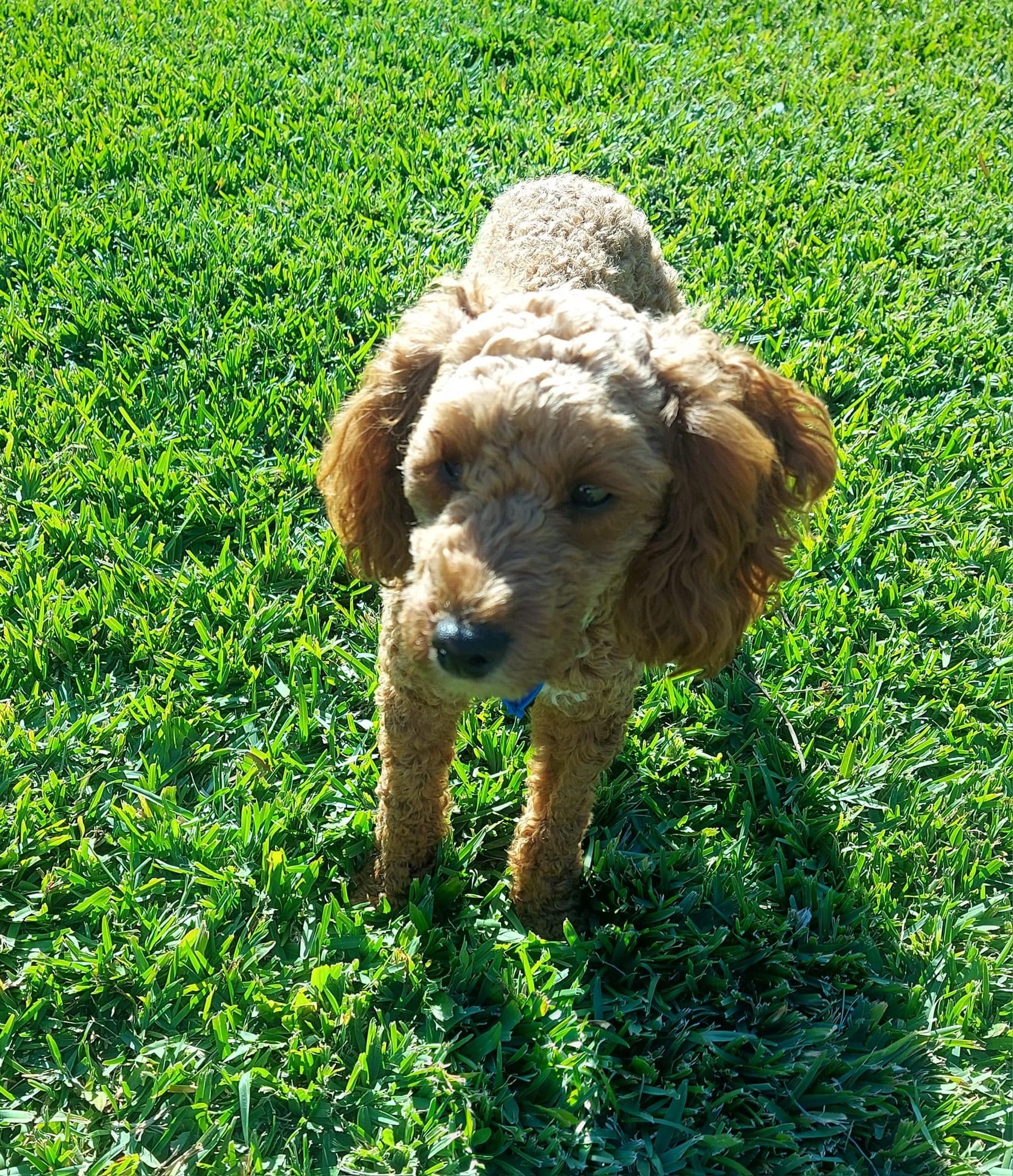 Percy – Lucky Paws Dog Rescue Inc
