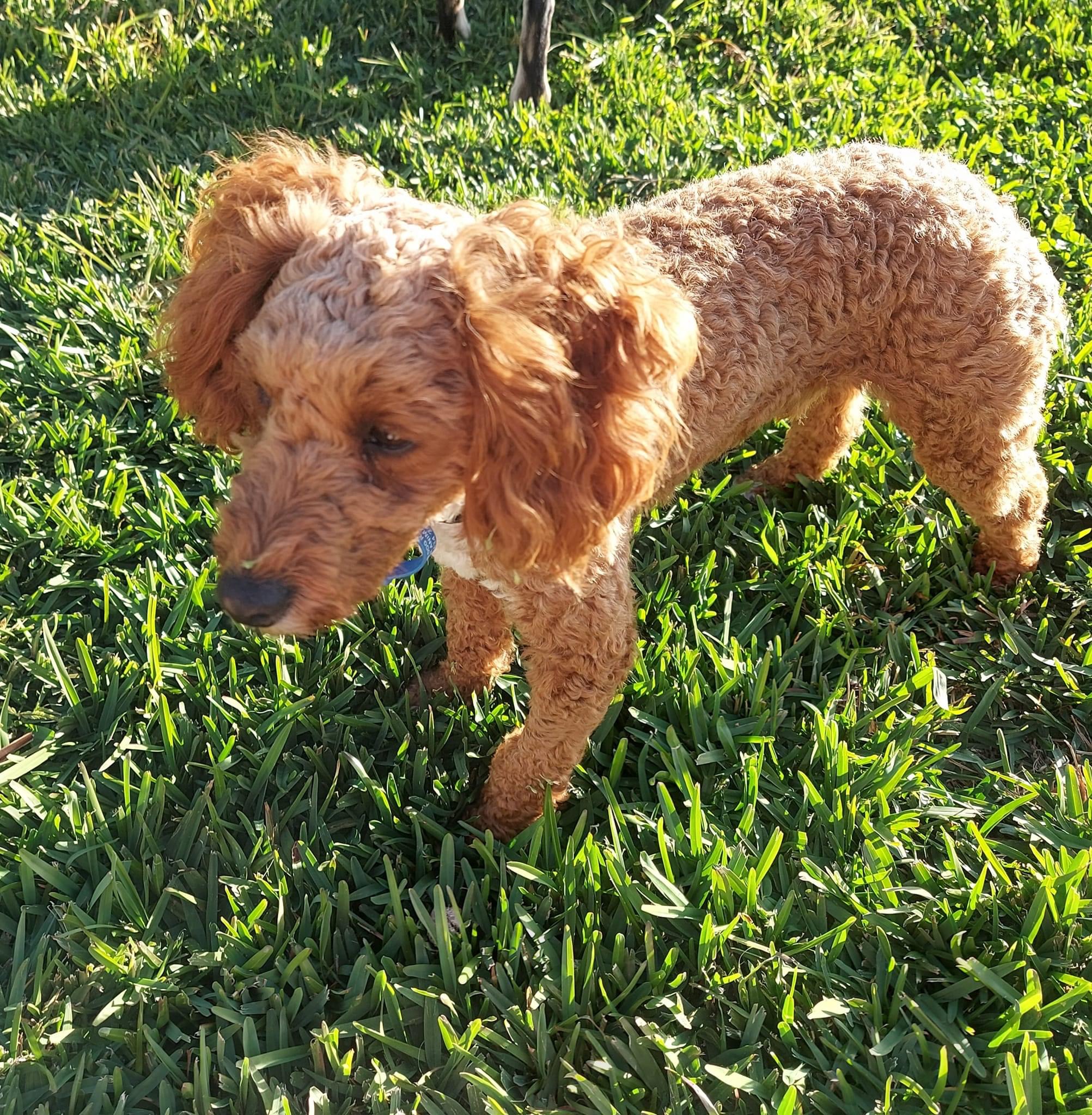 Percy – Lucky Paws Dog Rescue Inc