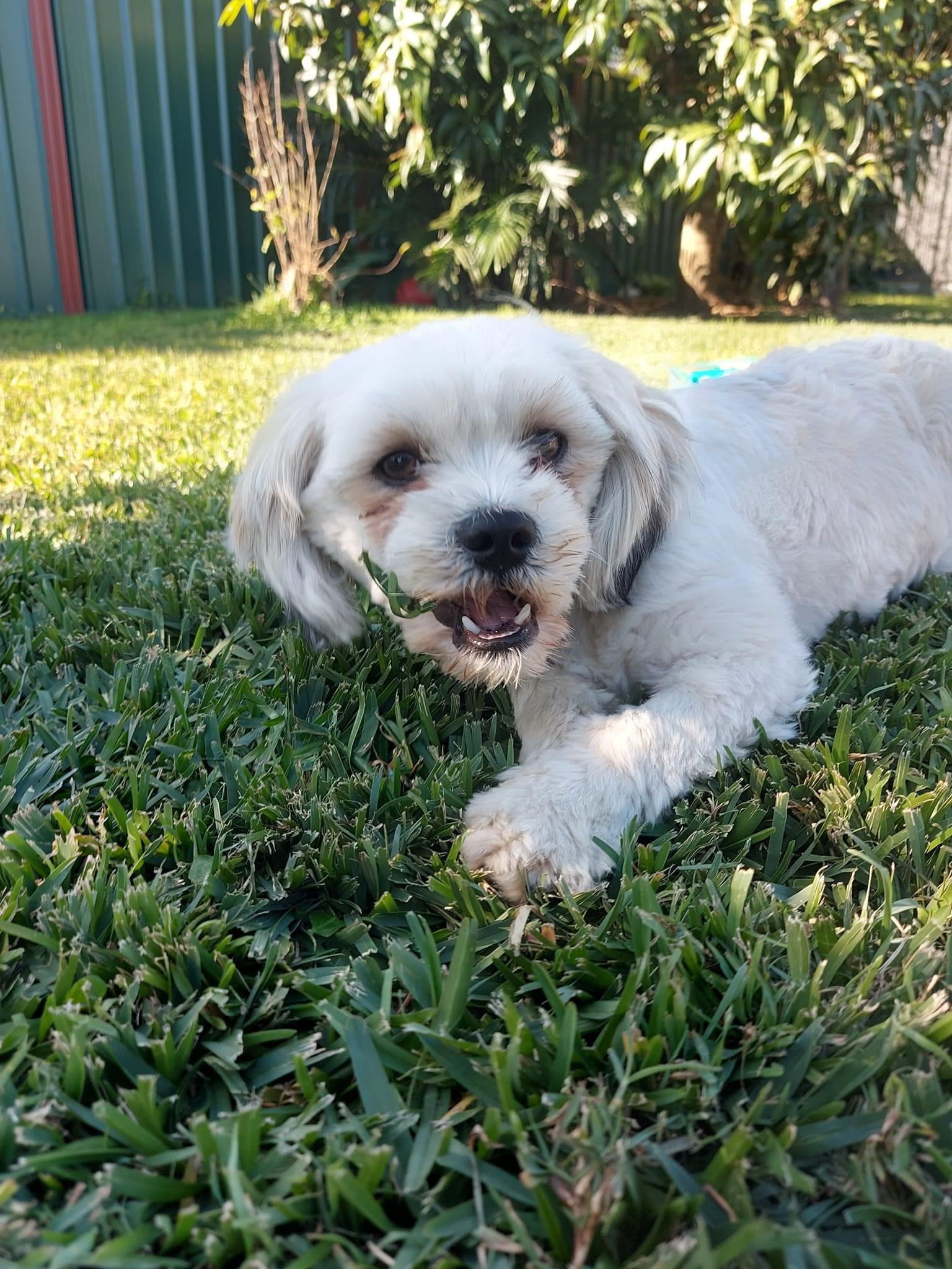 Hermes – Lucky Paws Dog Rescue Inc