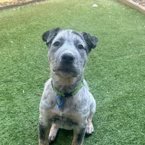 Available For Adoption – Lucky Paws Dog Rescue Inc