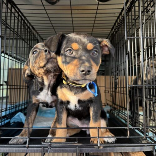 Sunday – Lucky Paws Dog Rescue Inc