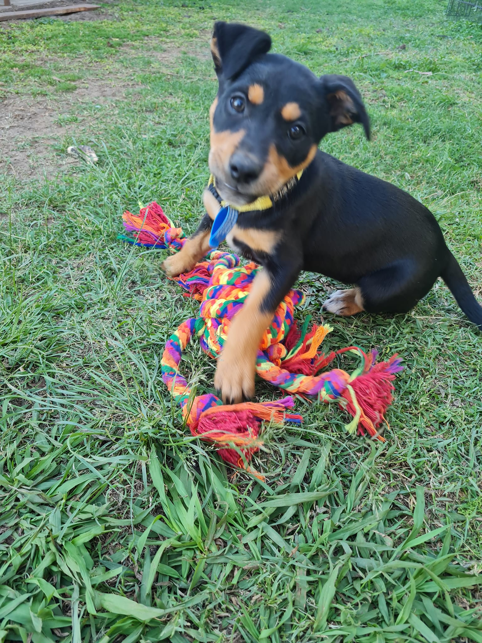 Sunday – Lucky Paws Dog Rescue Inc